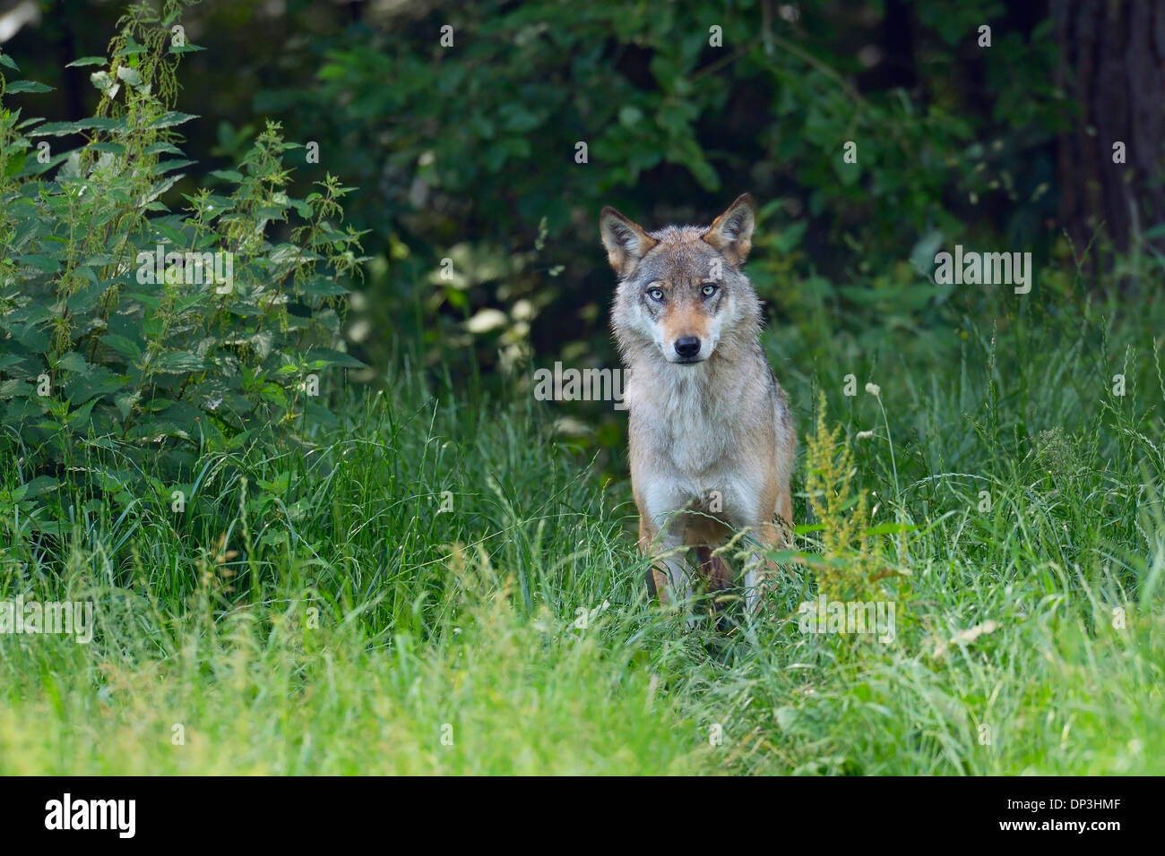 Portrait of European Wolf (Canis lupus), Germany Stock Photo - Alamy