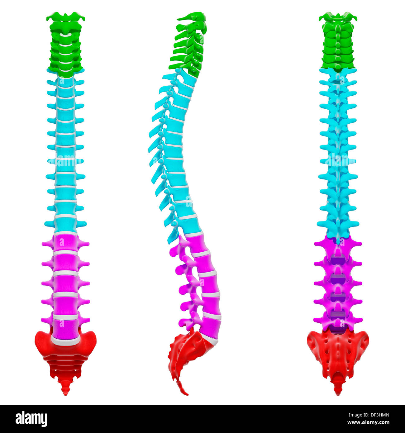 Human spine, artwork Stock Photo - Alamy