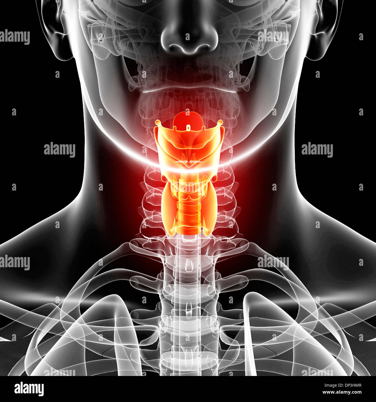 Human thyroid gland, artwork Stock Photo - Alamy