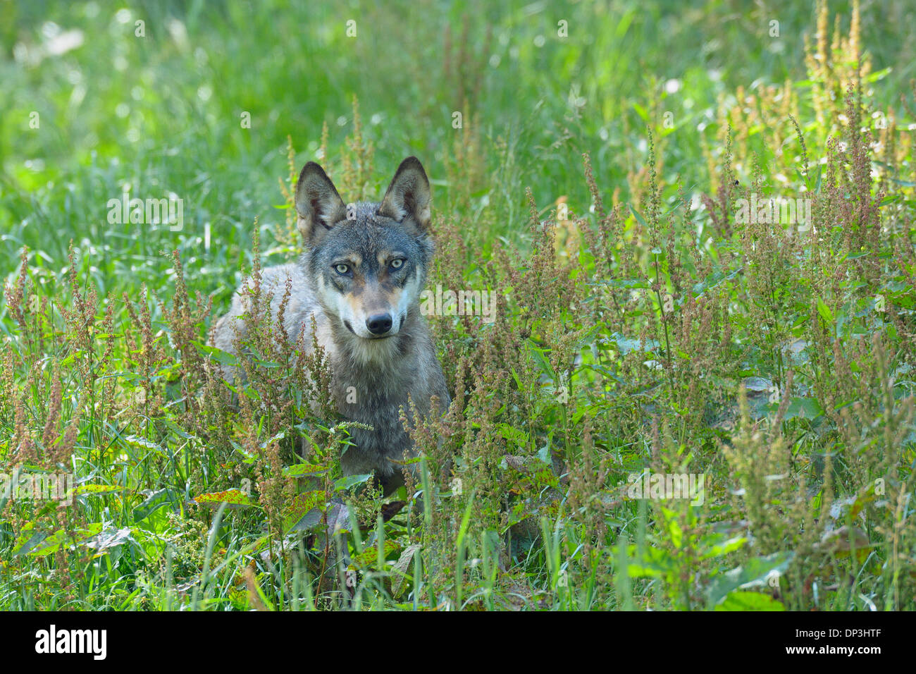 Portrait of European Wolf (Canis lupus), Germany Stock Photo - Alamy