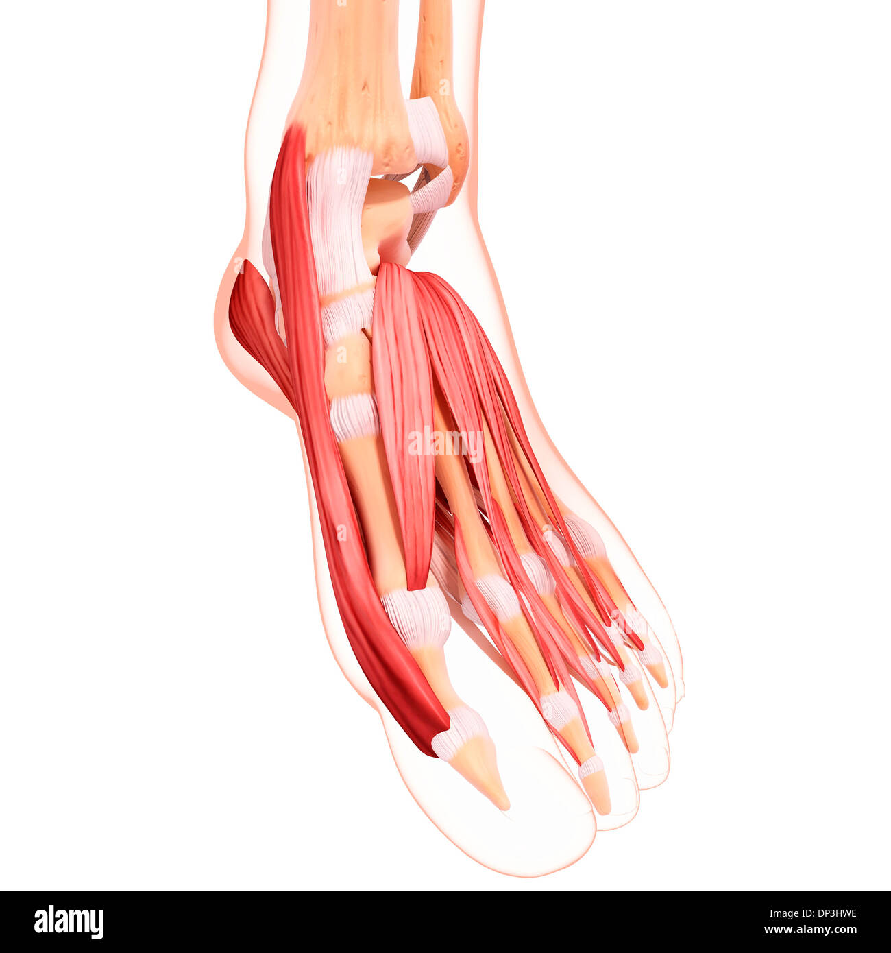 Human foot musculature, artwork Stock Photo - Alamy