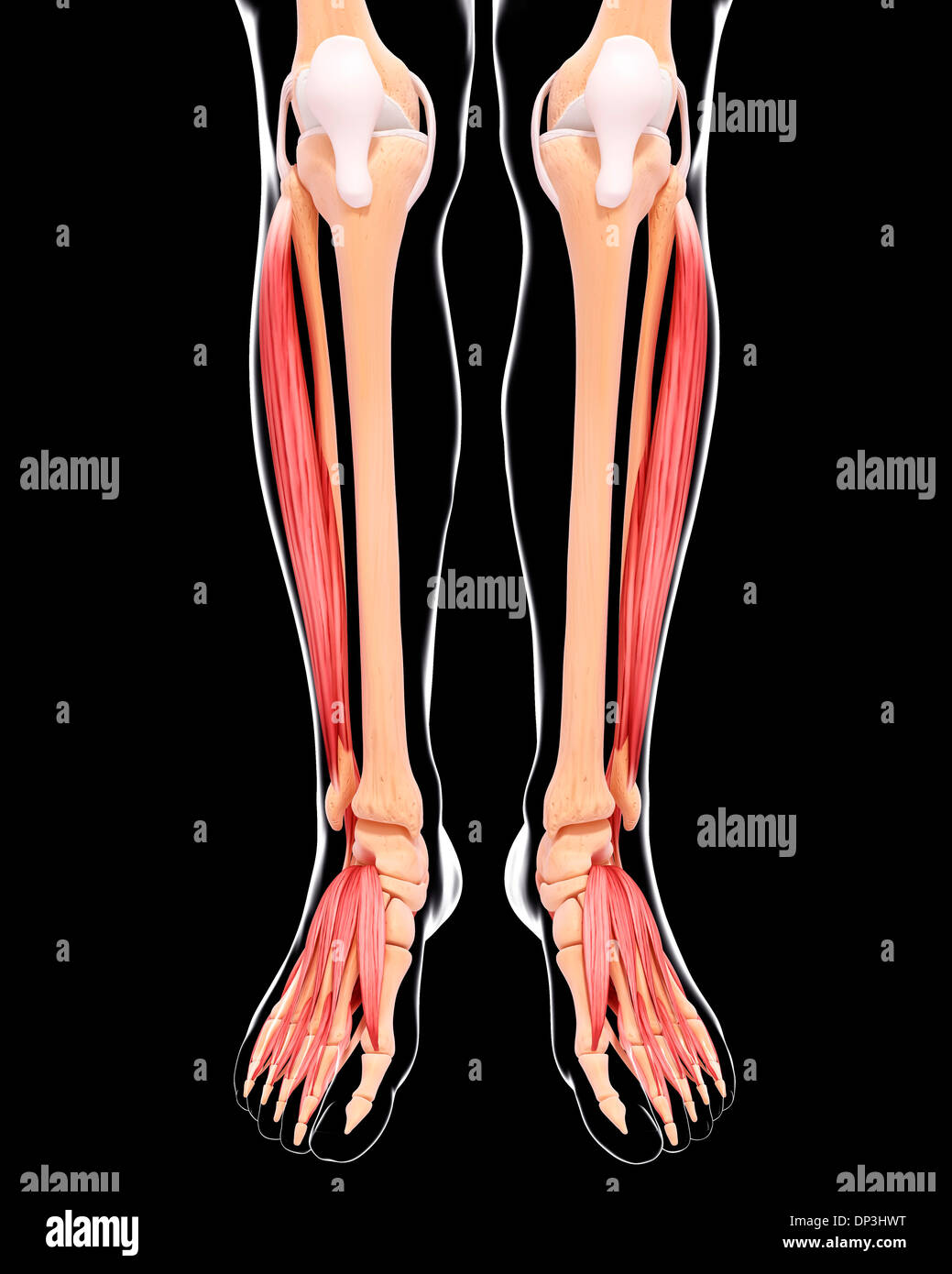 Human leg musculature, artwork Stock Photo - Alamy