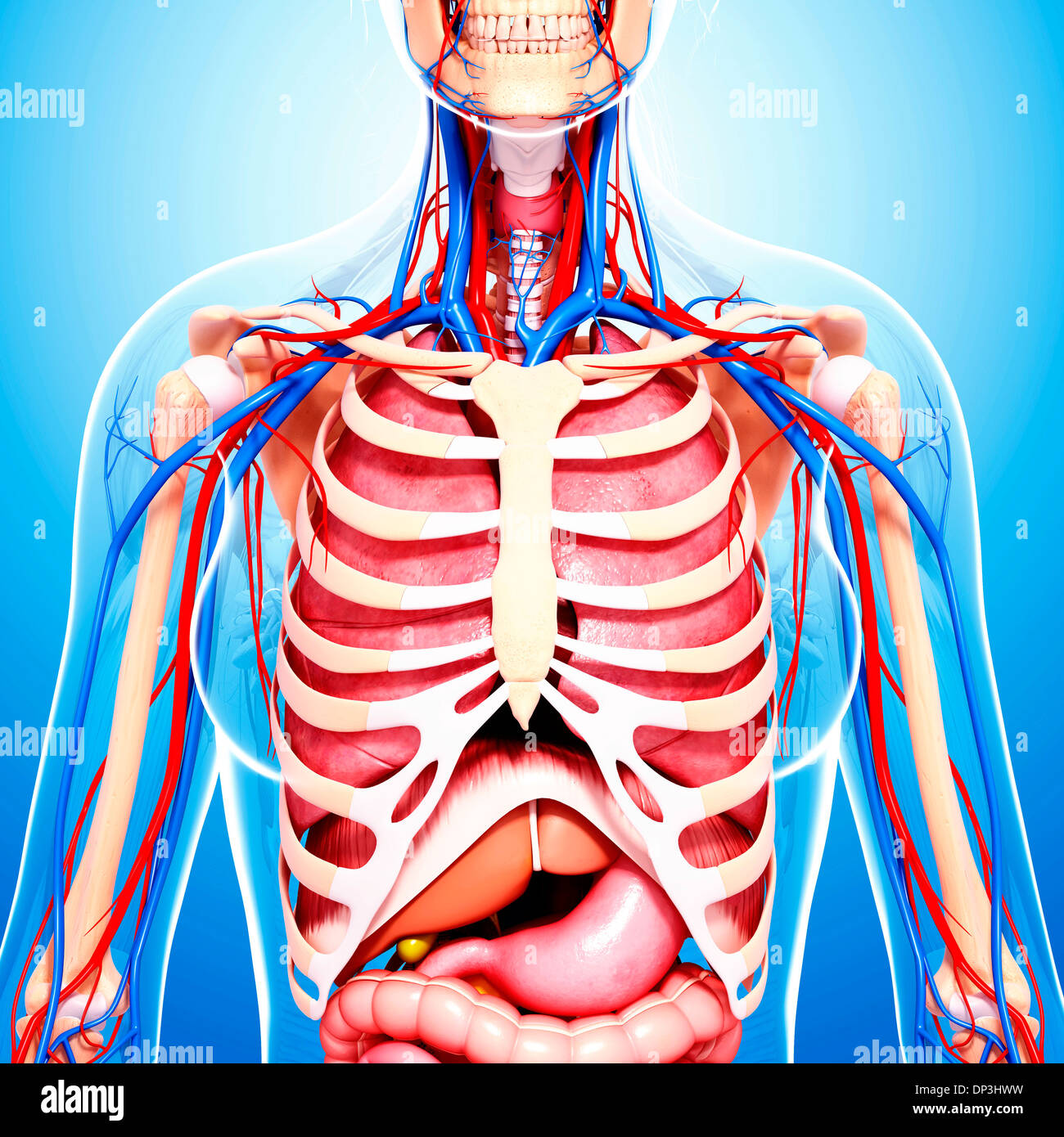 Human anatomy, artwork Stock Photo - Alamy