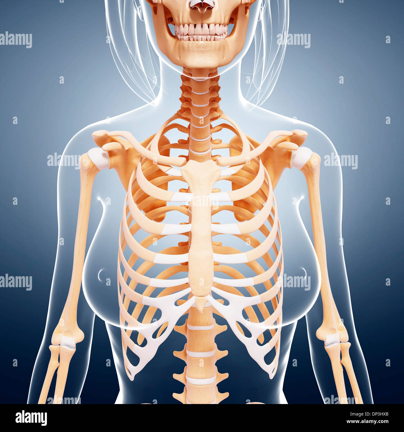 Female skeleton, artwork Stock Photo - Alamy
