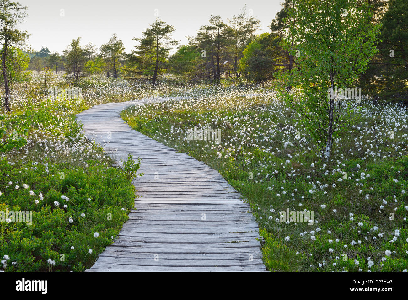 Boardwalk through Black Moor, UNESCO Biosphere Reserve, Rhon Mountains ...