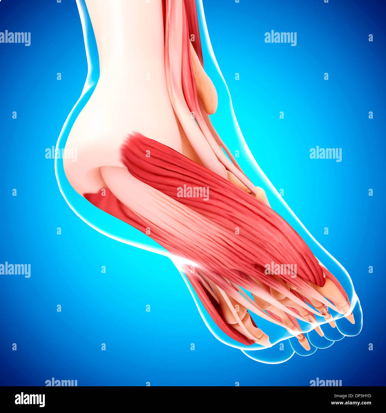 Toe flexor hi-res stock photography and images - Alamy