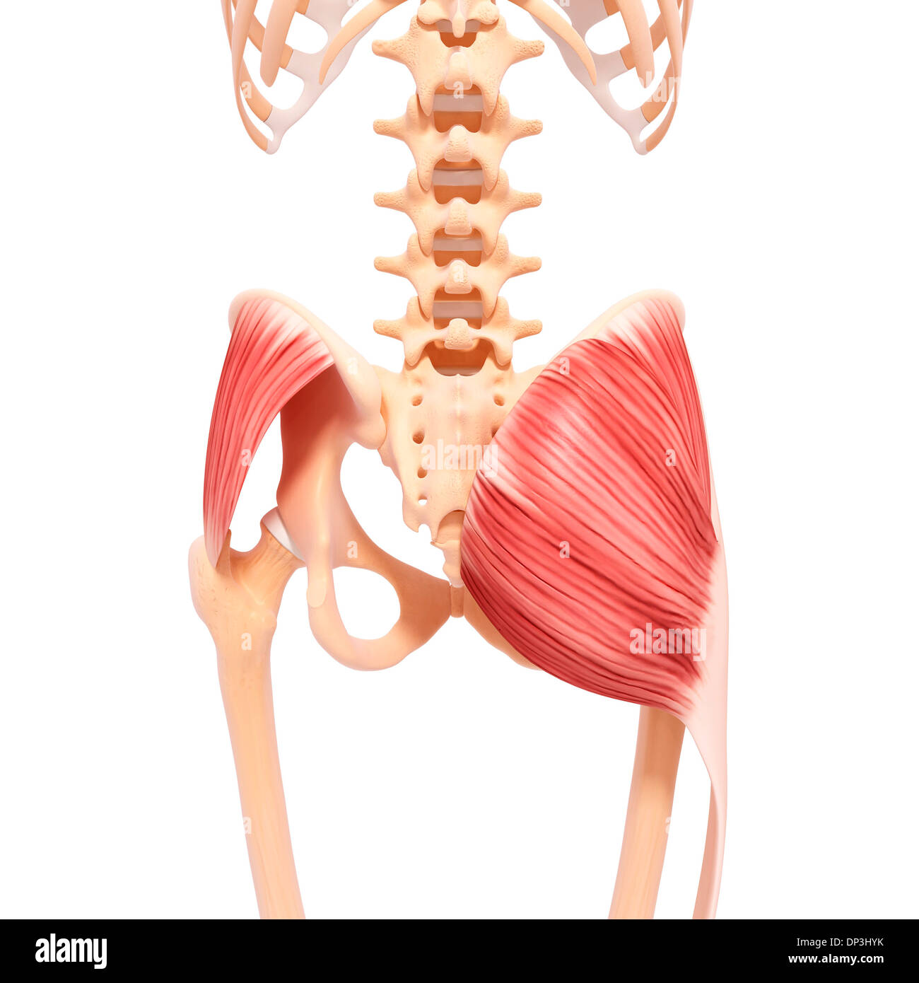 Human hip musculature, artwork Stock Photo - Alamy