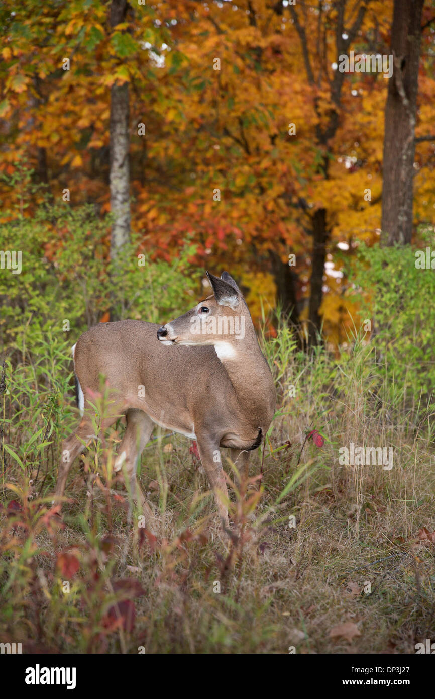 Whitetail Ears Back High Resolution Stock Photography and Images - Alamy