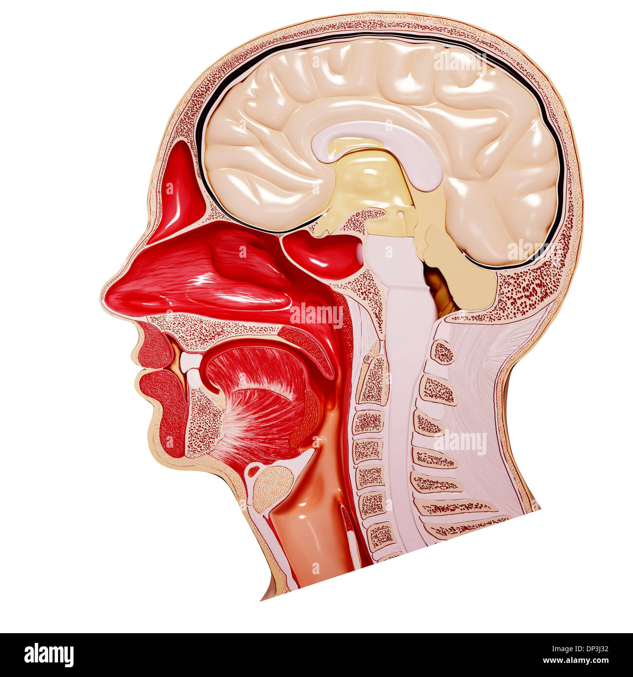 Cross Section Throat High Resolution Stock Photography and Images - Alamy