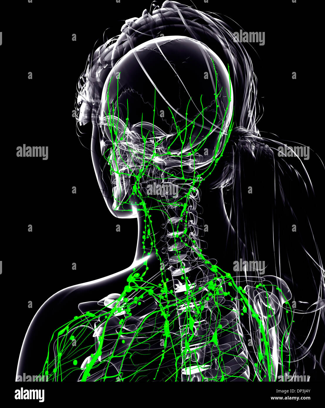 Female lymphatic system, artwork Stock Photo - Alamy