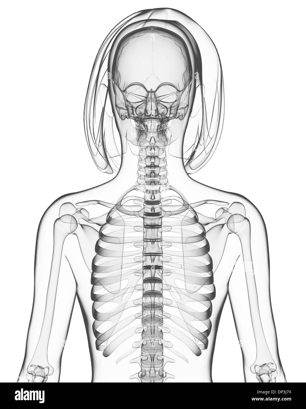 Female skeleton, artwork Stock Photo - Alamy