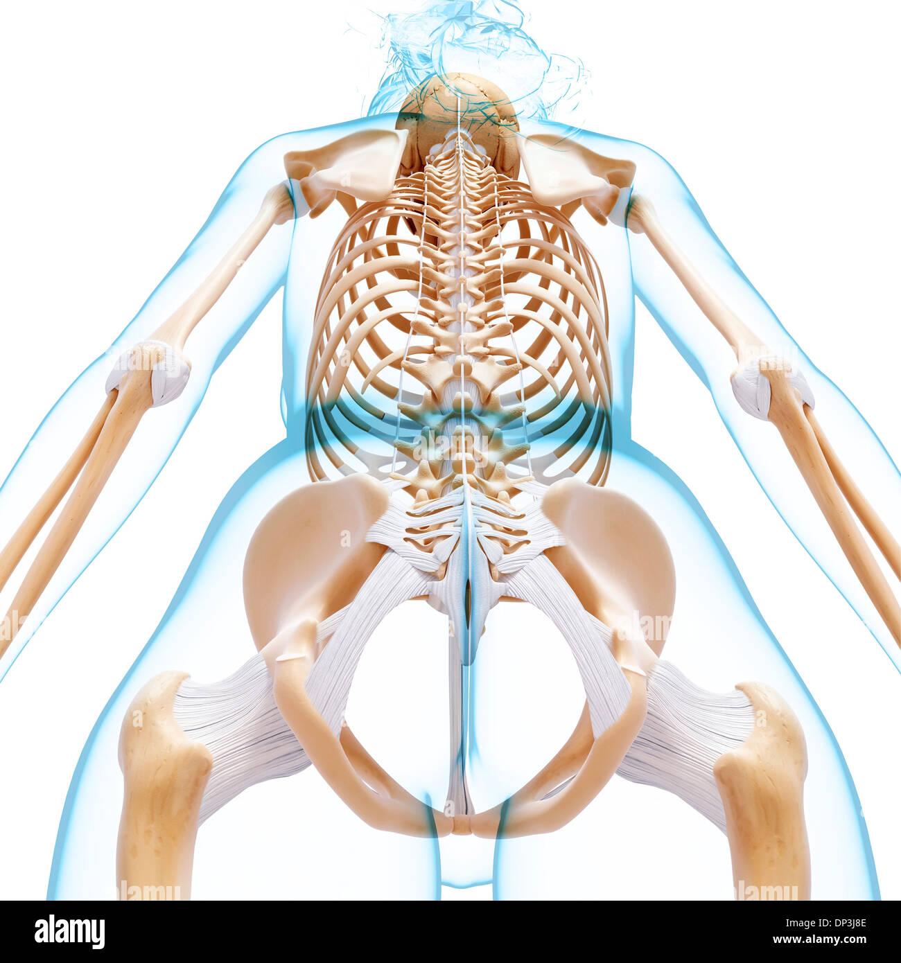 Female skeleton, artwork Stock Photo - Alamy