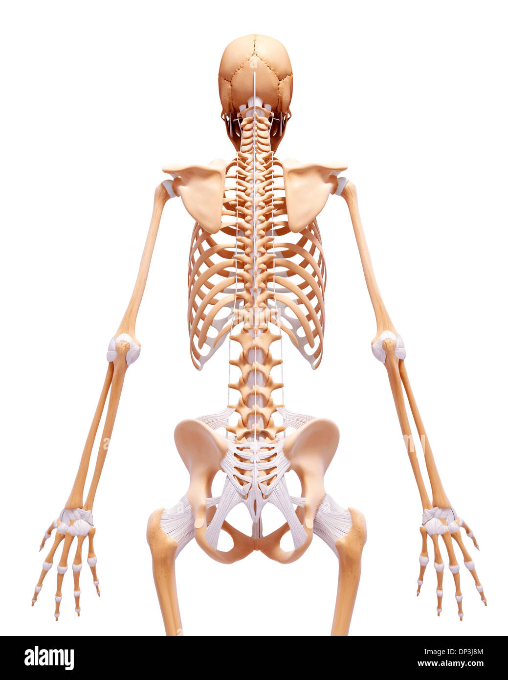Human skeleton, artwork Stock Photo - Alamy