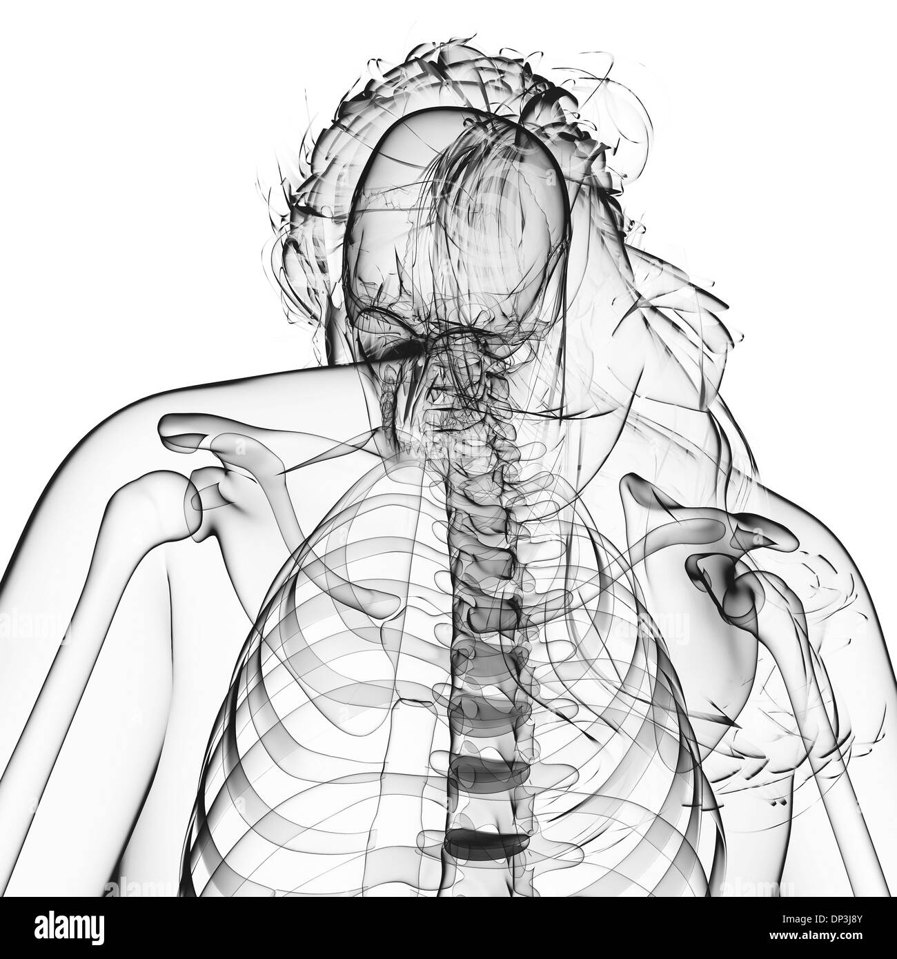 Female skeleton, artwork Stock Photo - Alamy