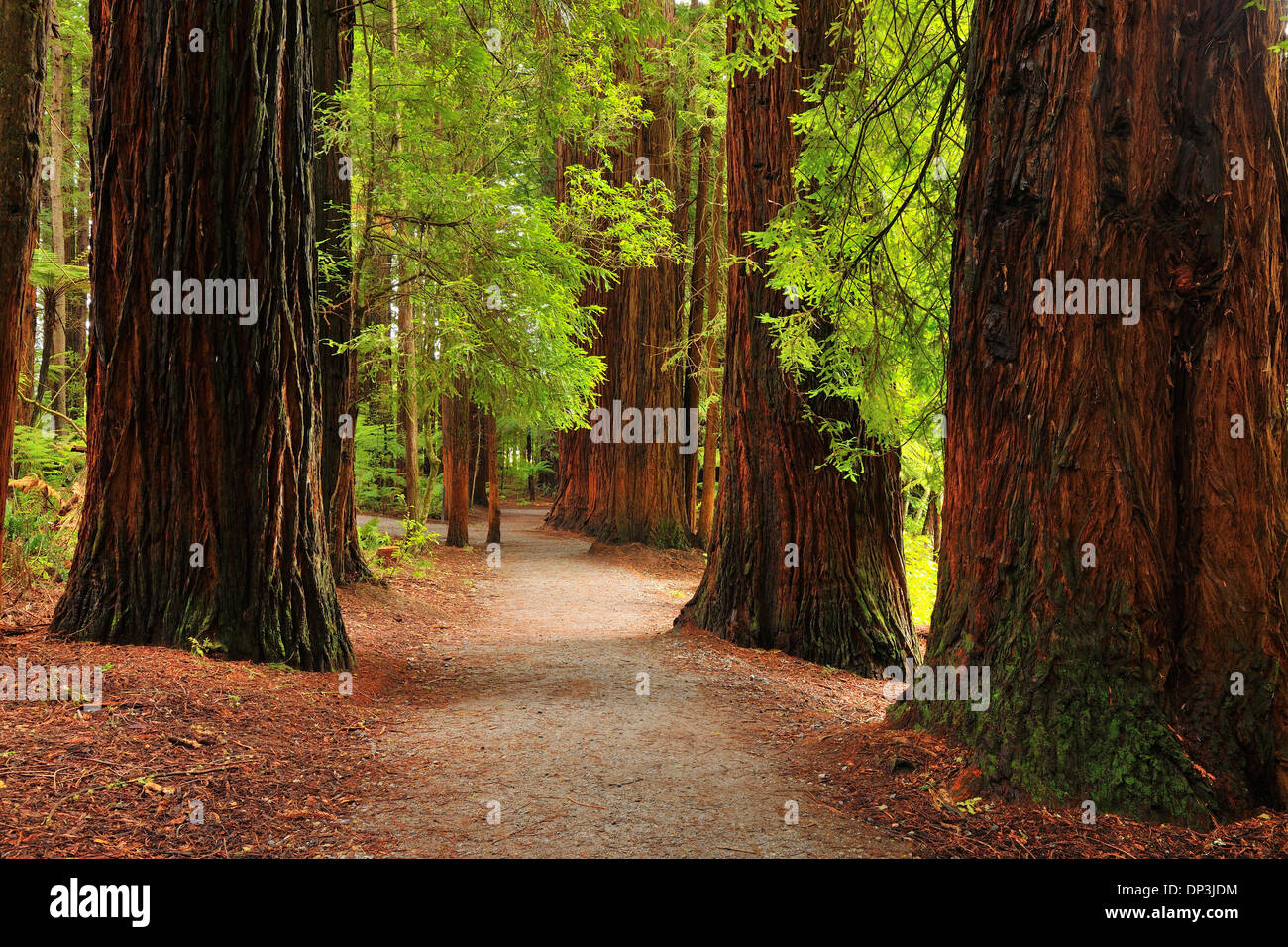 Path through Whakarewarewa Forest with Redwood Trees, near Rotorua, Bay ...