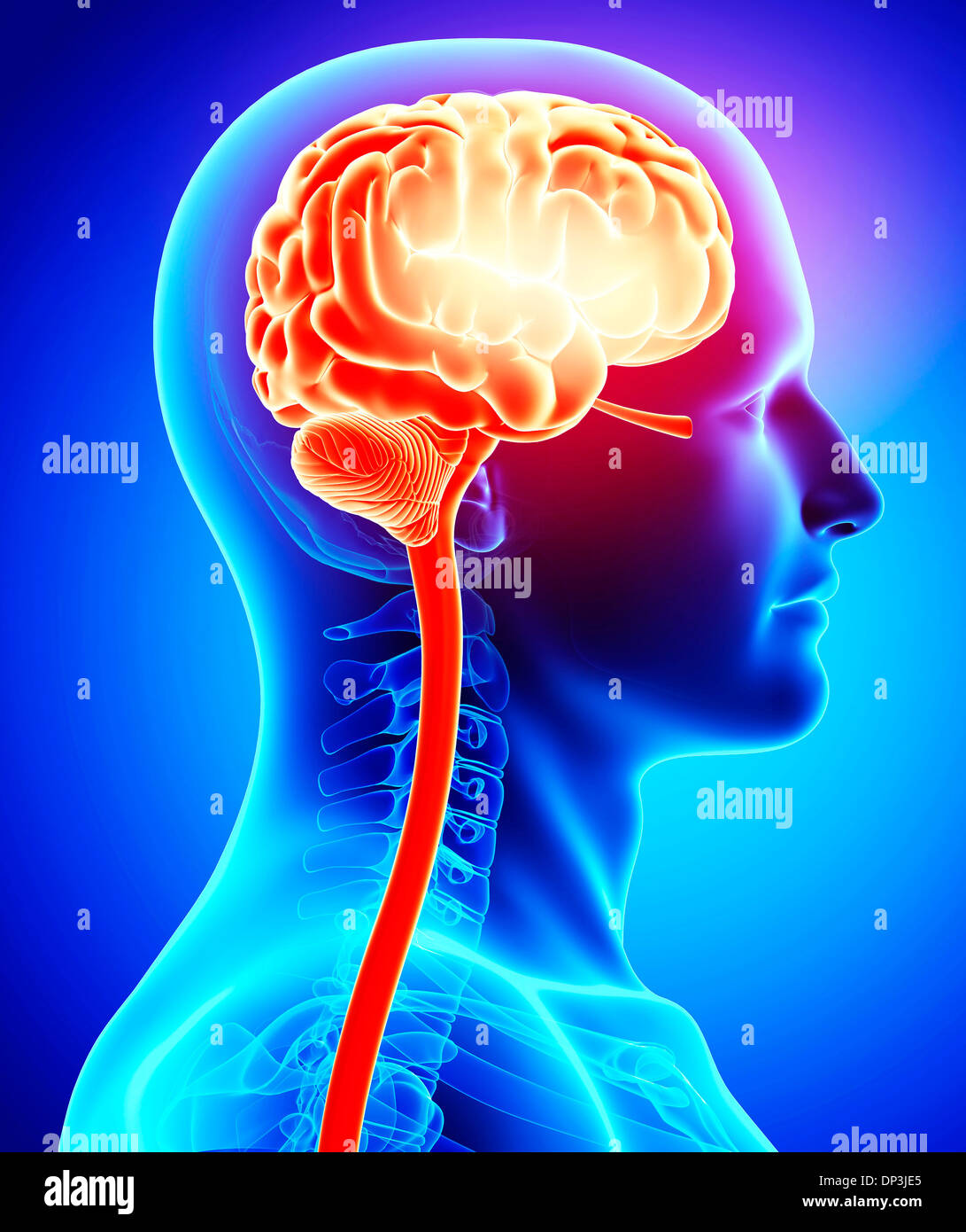 Male brain, artwork Stock Photo - Alamy
