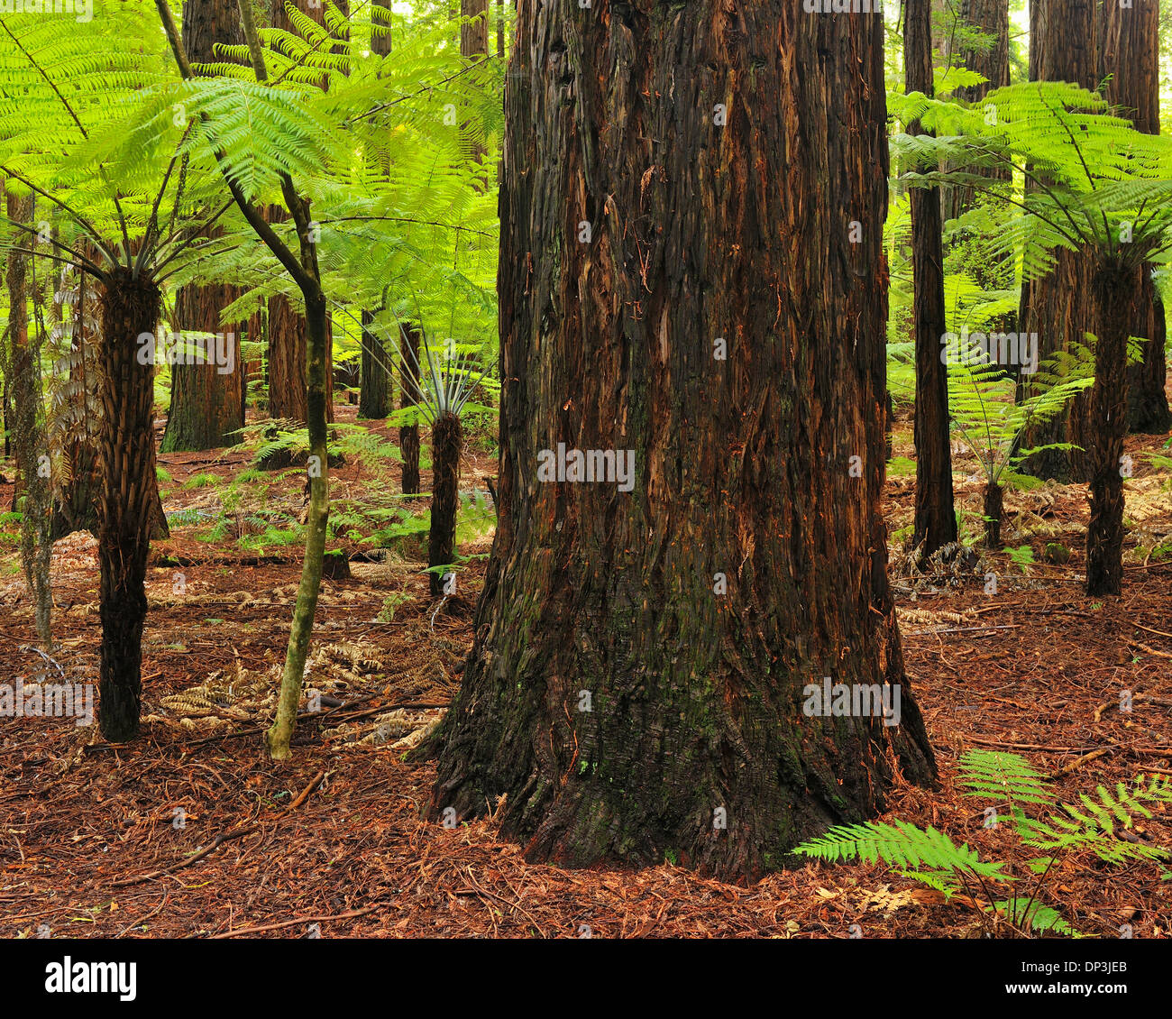 Redwood Trees, Whakarewarewa Forest, near Rotorua, Bay of Plenty, North ...