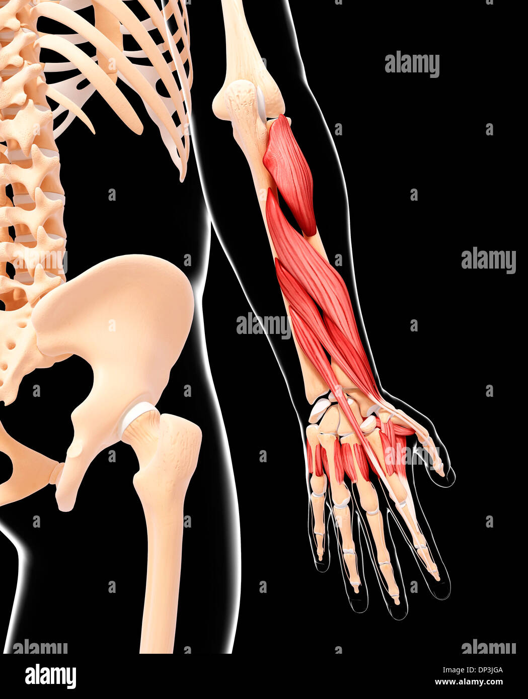 Supinator muscle hi-res stock photography and images - Alamy