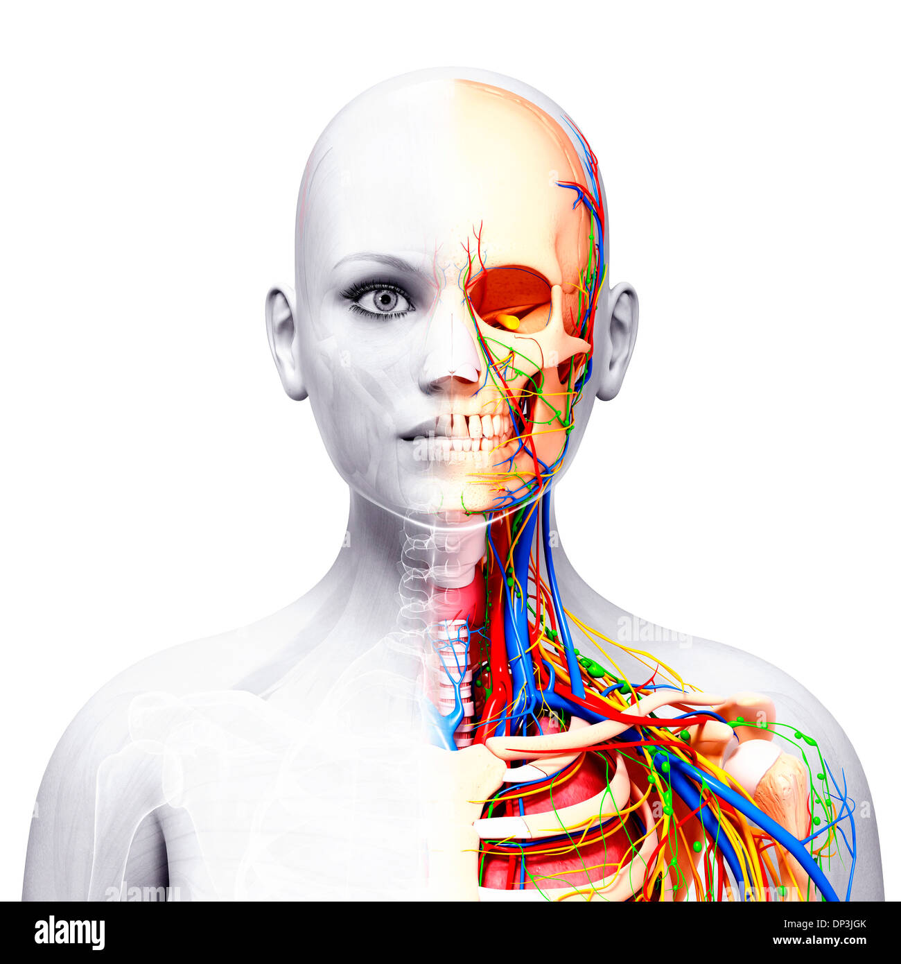Female anatomy, artwork Stock Photo - Alamy