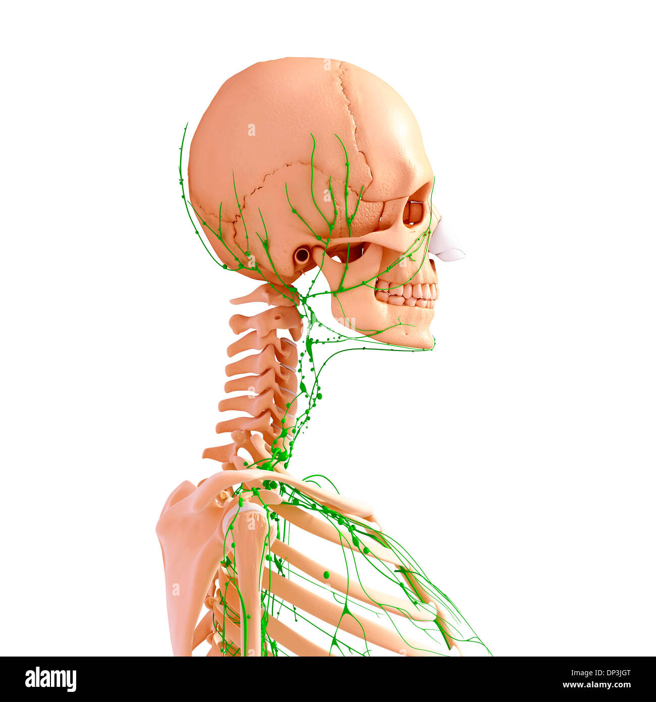 Lymphatic system of the head hi-res stock photography and images - Alamy