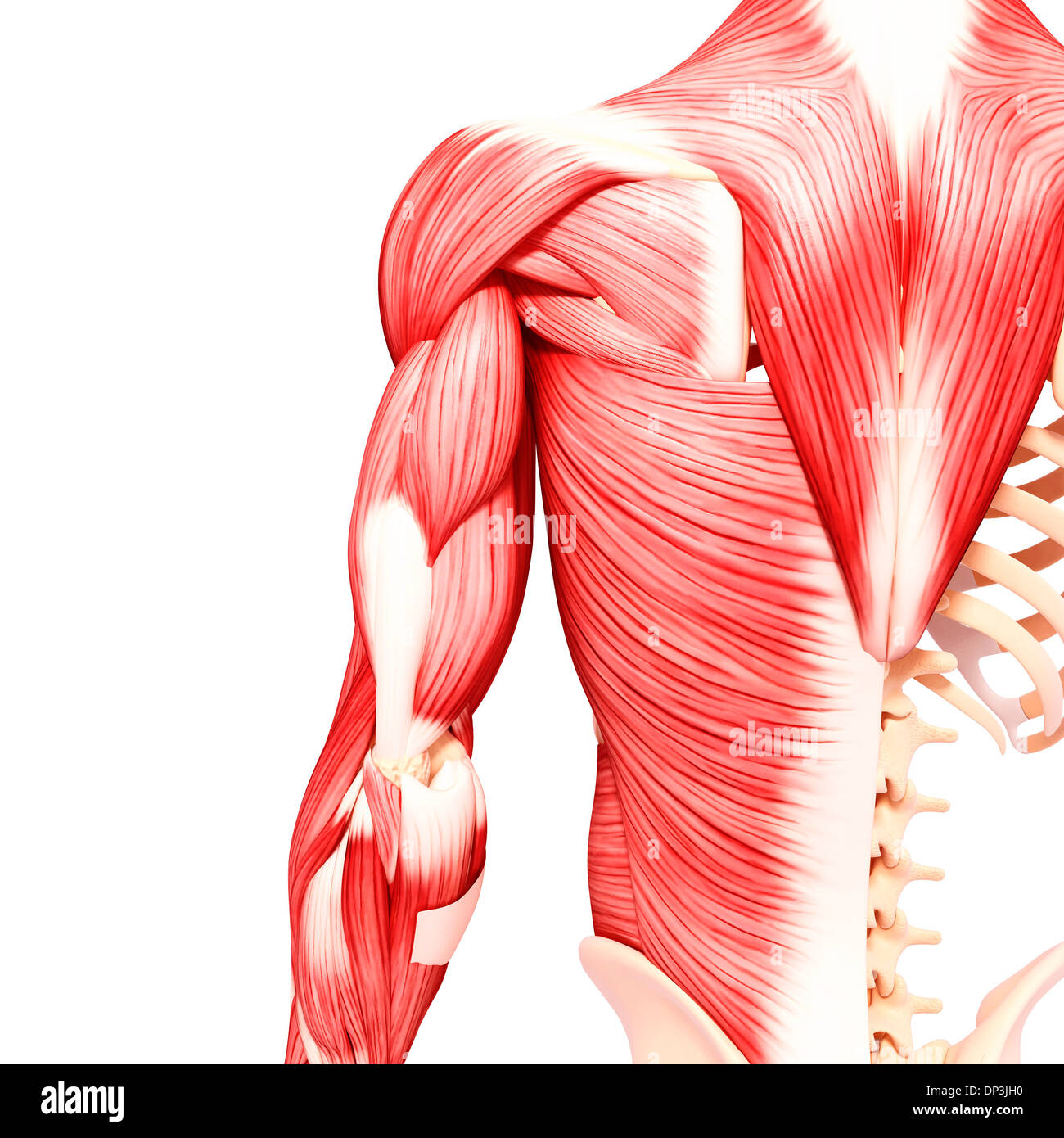 Human musculature, artwork Stock Photo - Alamy