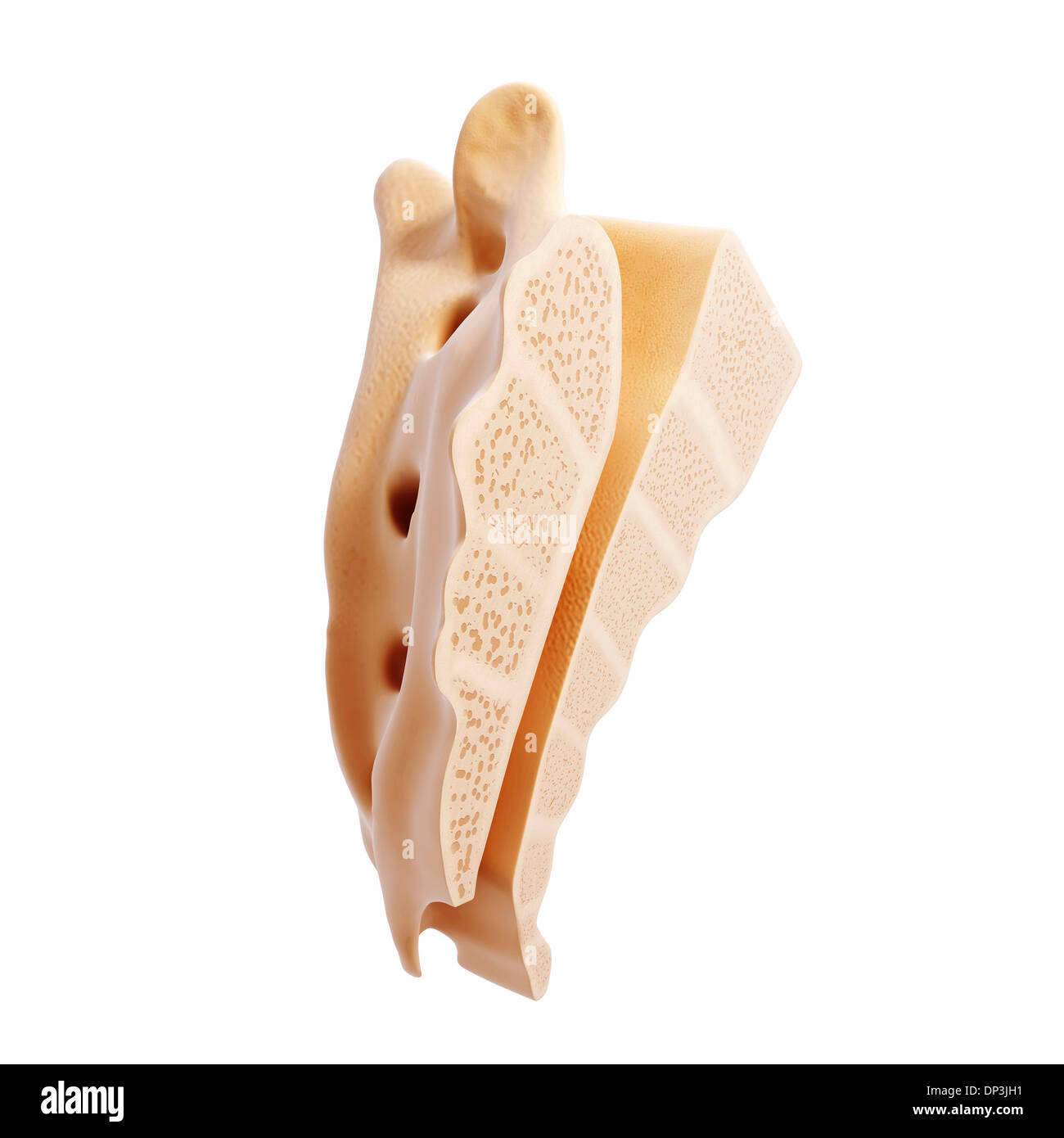 Human detail Cut Out Stock Images & Pictures - Alamy