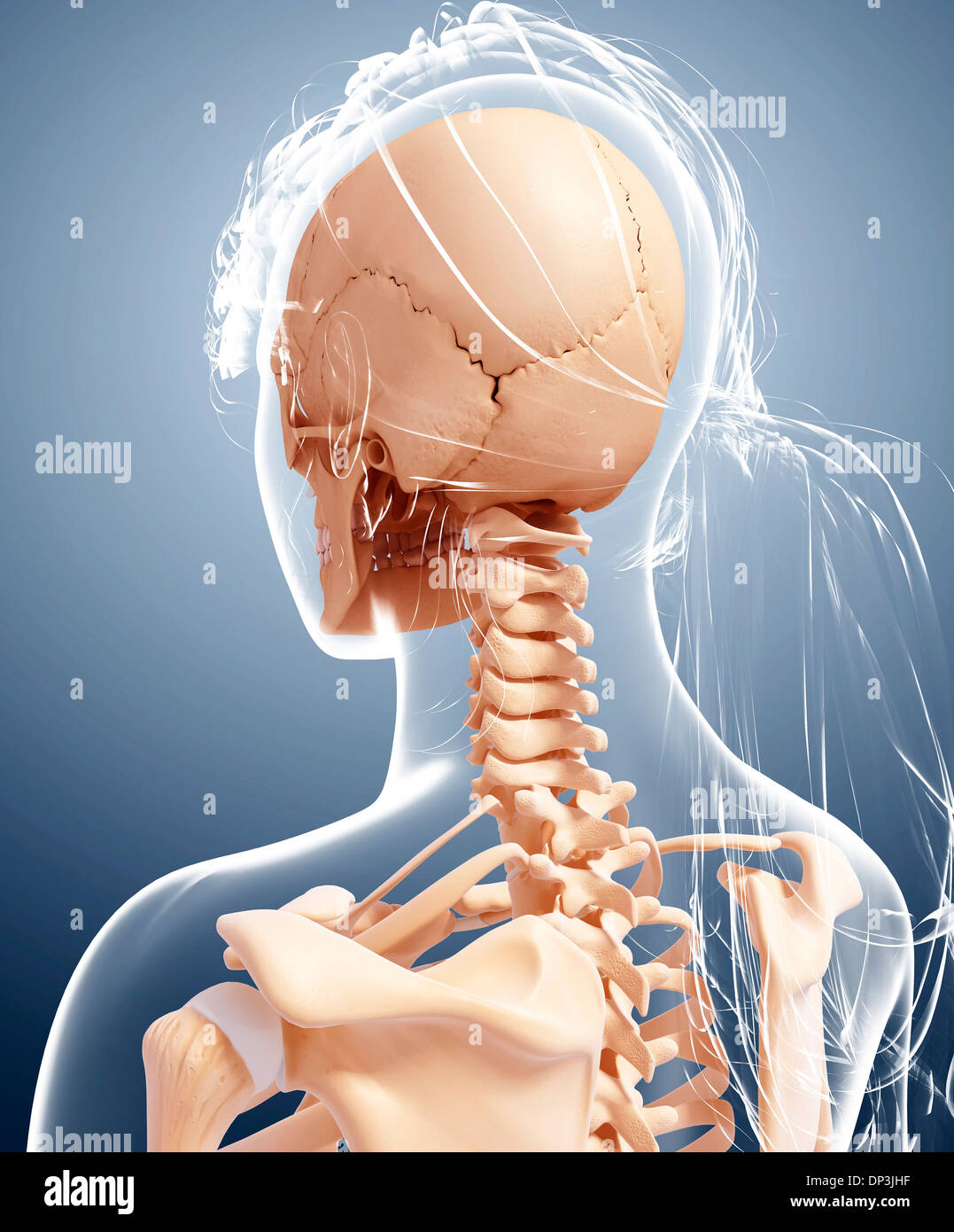 Rear three quarter view head skeleton hi-res stock photography and ...