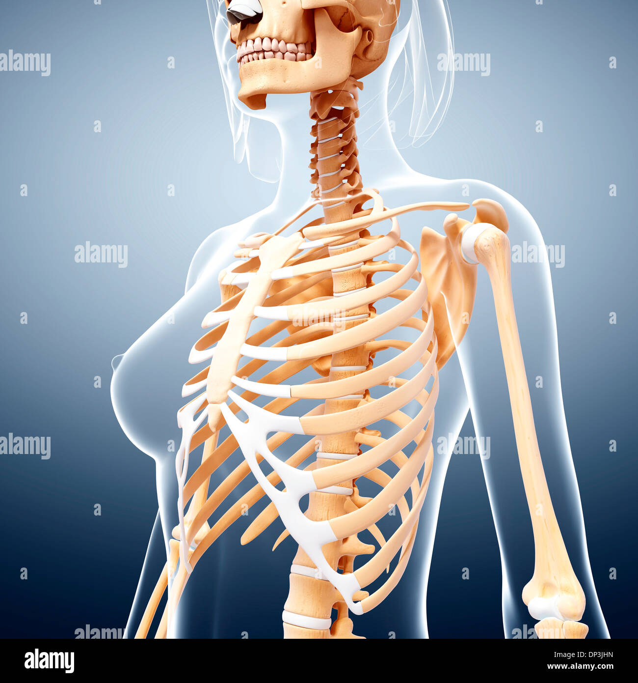 Female skeleton, artwork Stock Photo - Alamy