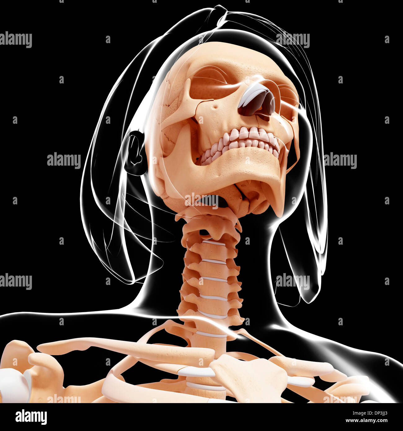 Female skeleton, artwork Stock Photo - Alamy