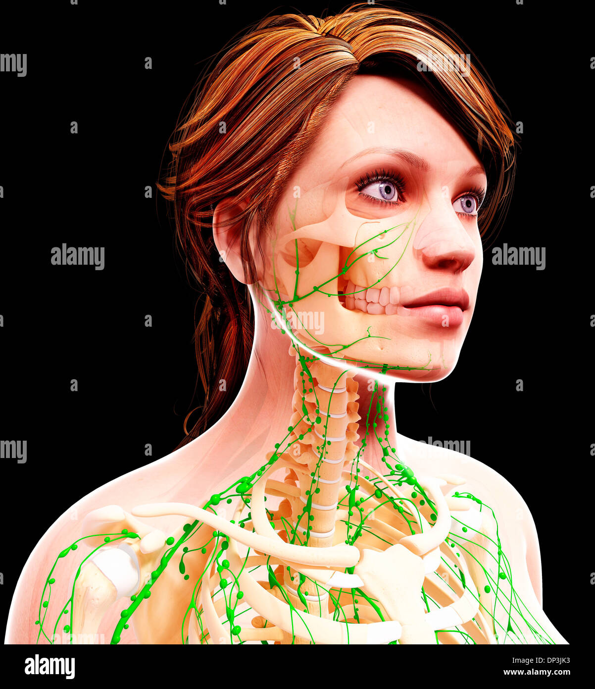Female lymphatic system, artwork Stock Photo - Alamy