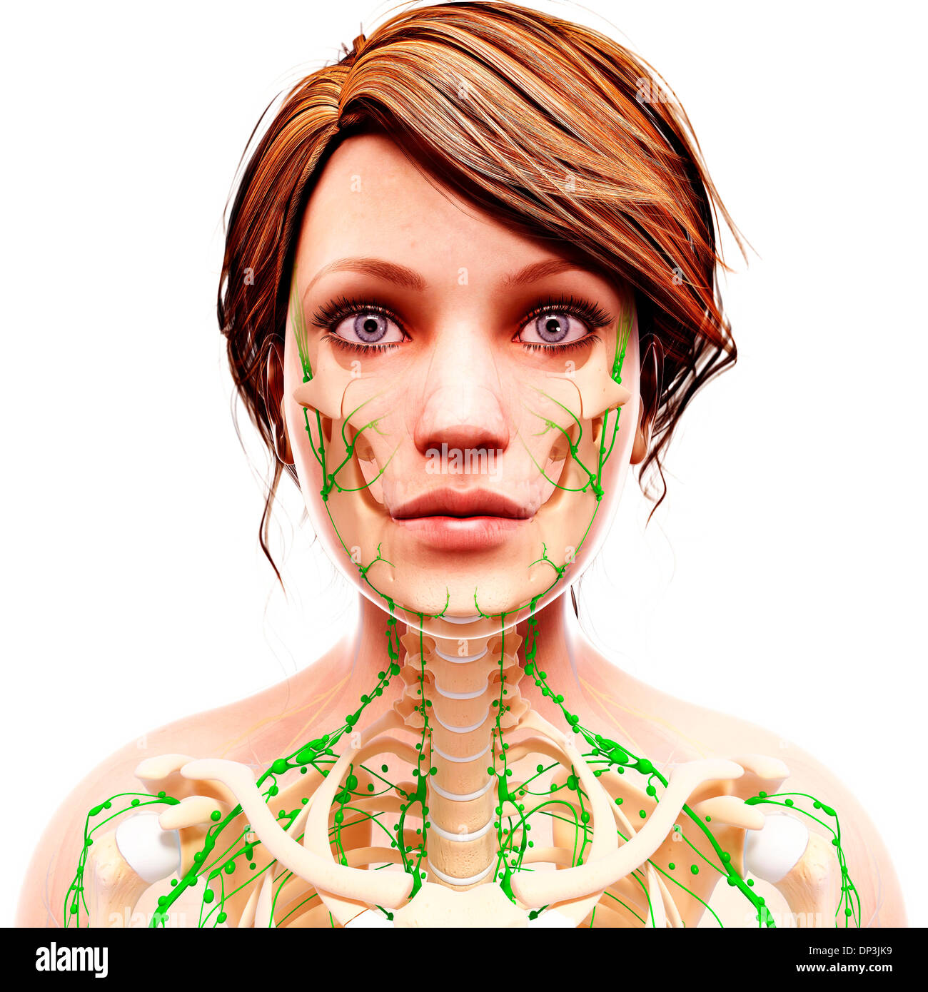 Female lymphatic system, artwork Stock Photo - Alamy