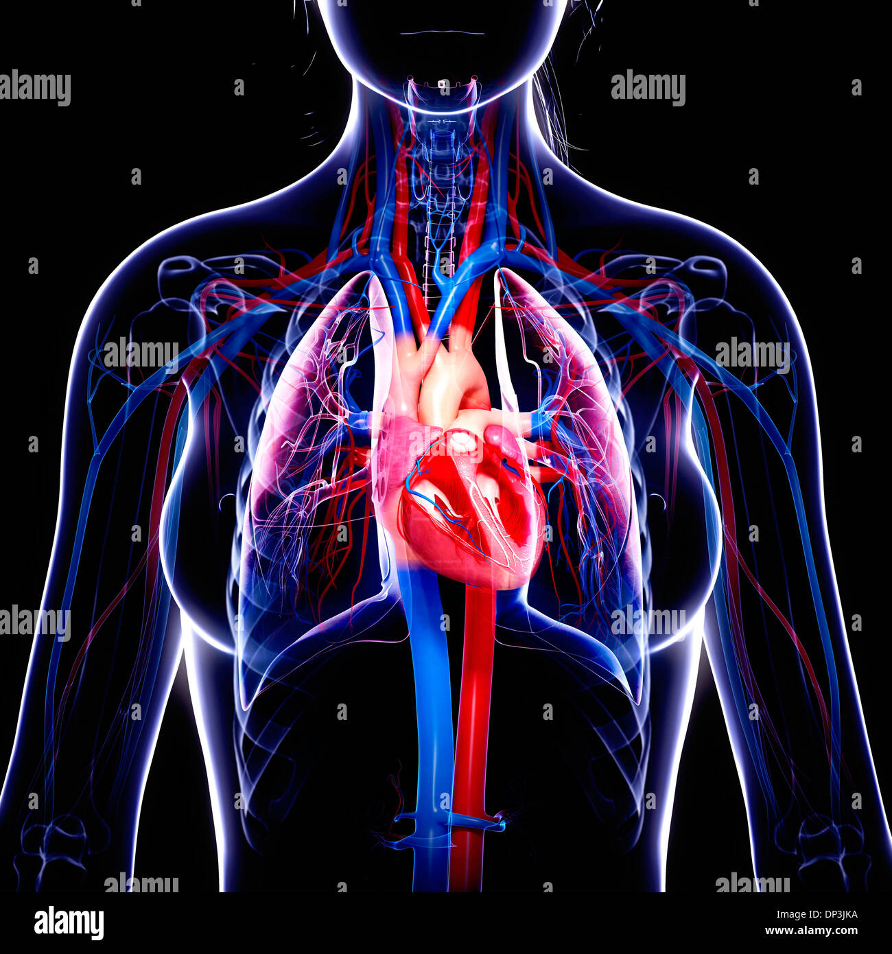 Female cardiovascular system, artwork Stock Photo - Alamy