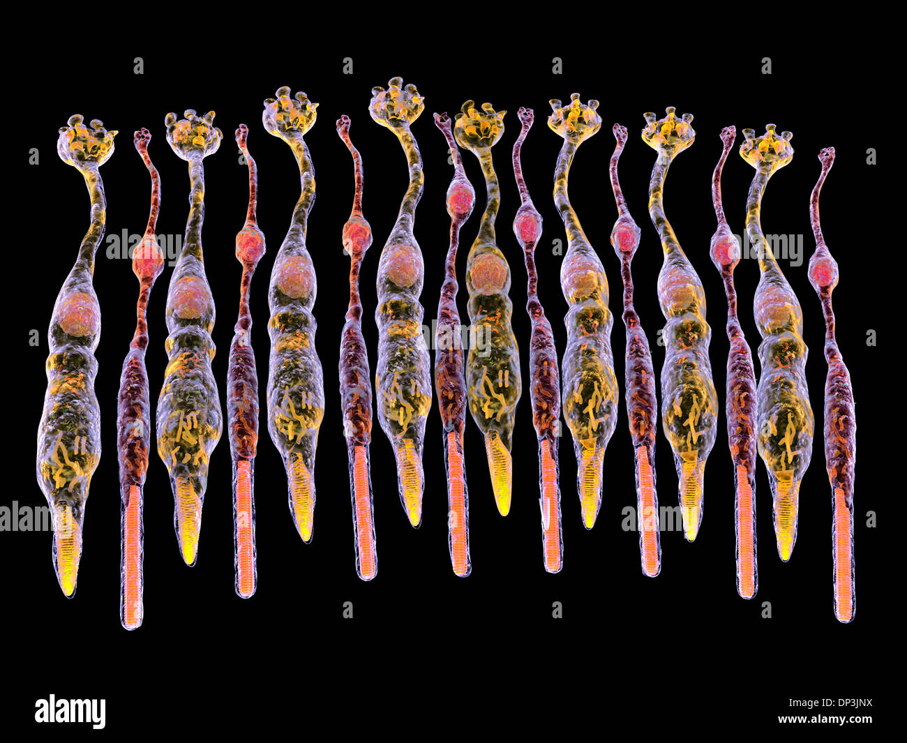 Eye anatomy rod cells and cone cells hi-res stock photography and ...