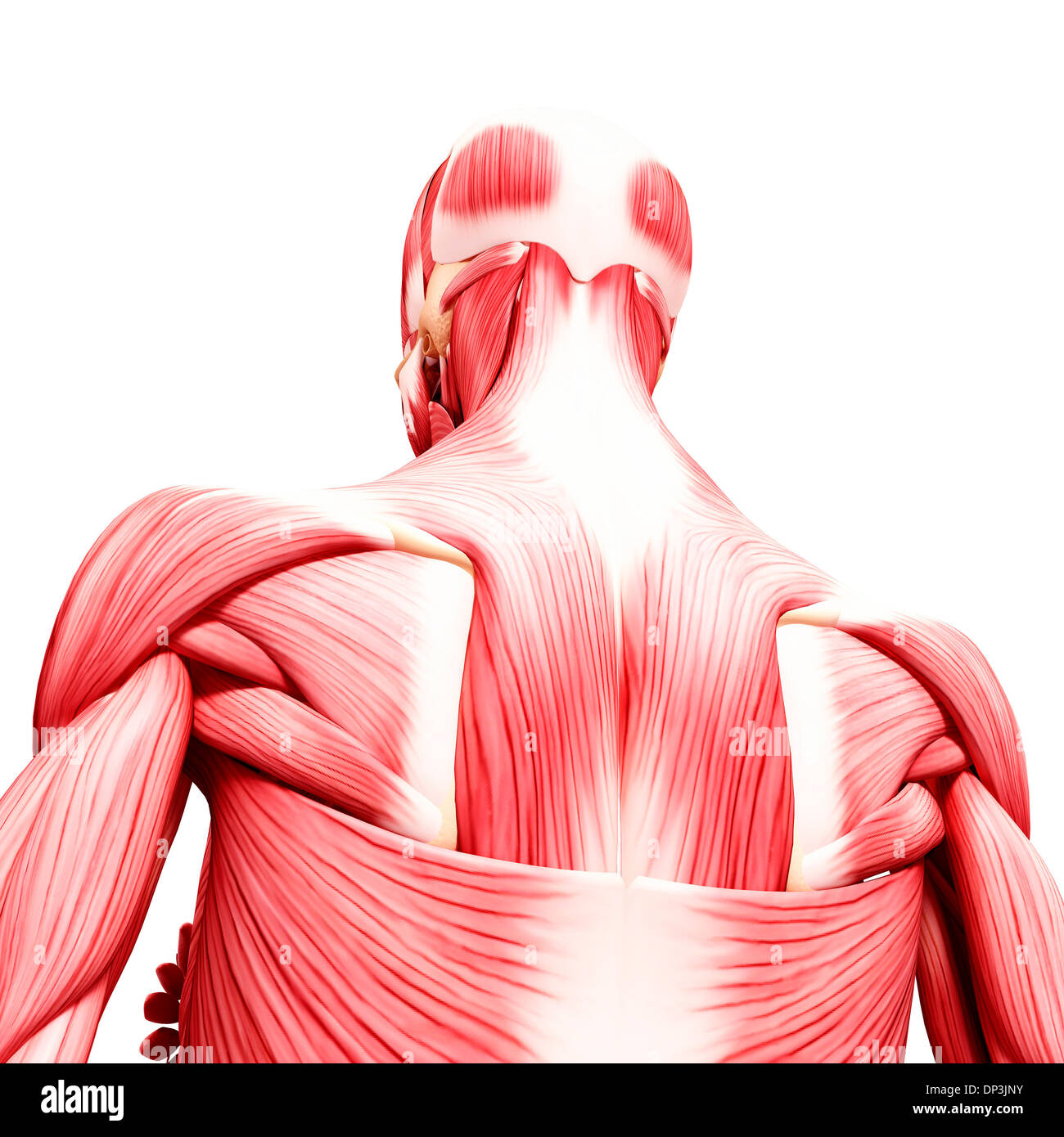 Human musculature, artwork Stock Photo - Alamy