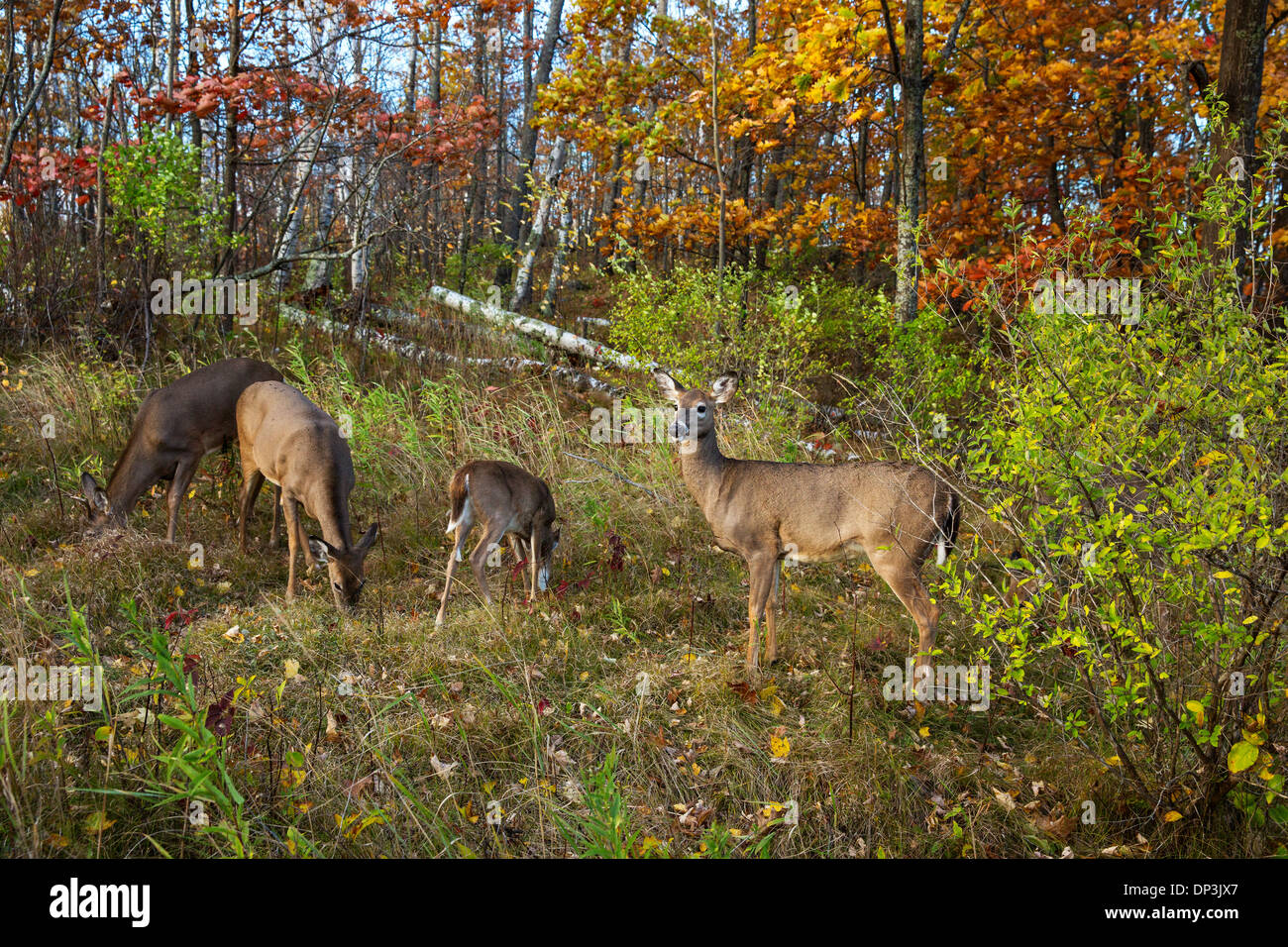 White-tailed deer in autumn Stock Photo - Alamy