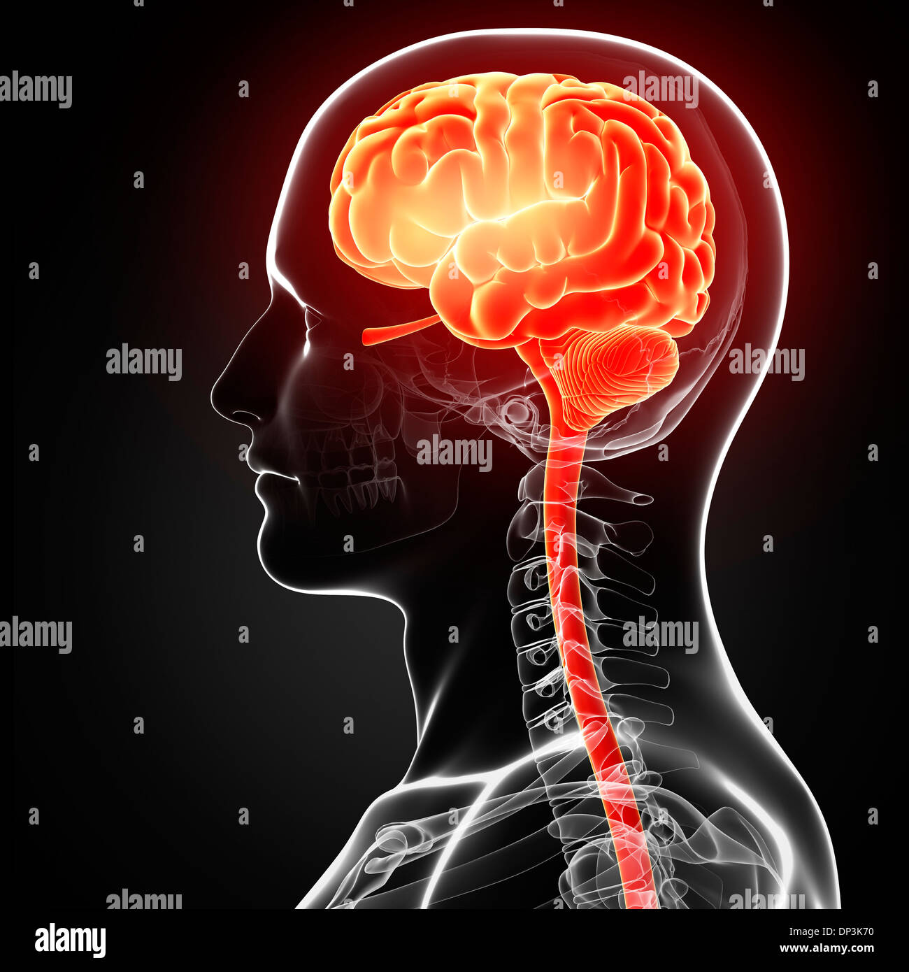 Male brain, artwork Stock Photo - Alamy