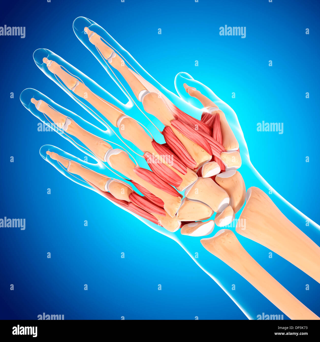 Human hand musculature, artwork Stock Photo - Alamy