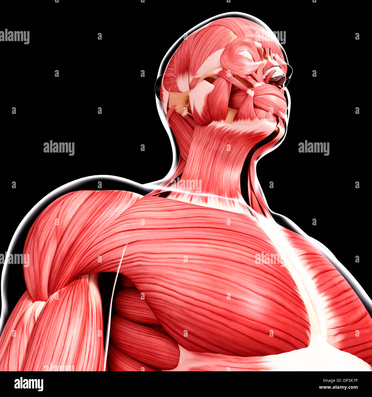 Human musculature, artwork Stock Photo - Alamy