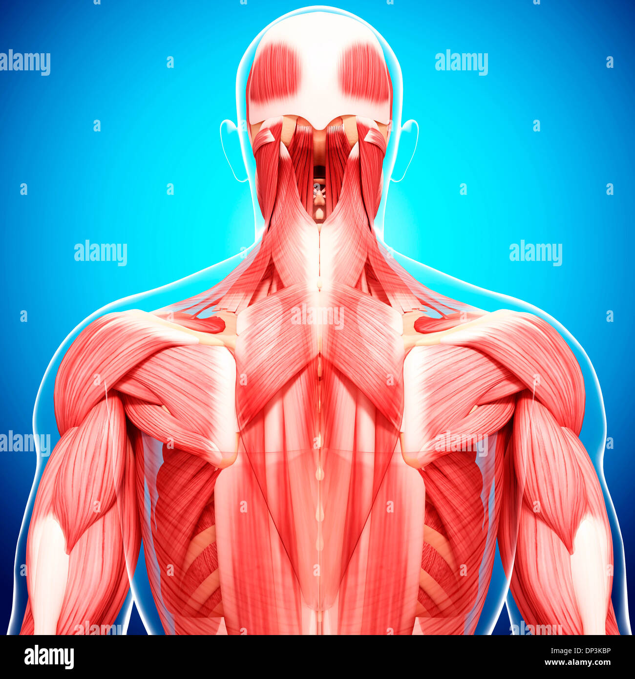Human musculature, artwork Stock Photo - Alamy