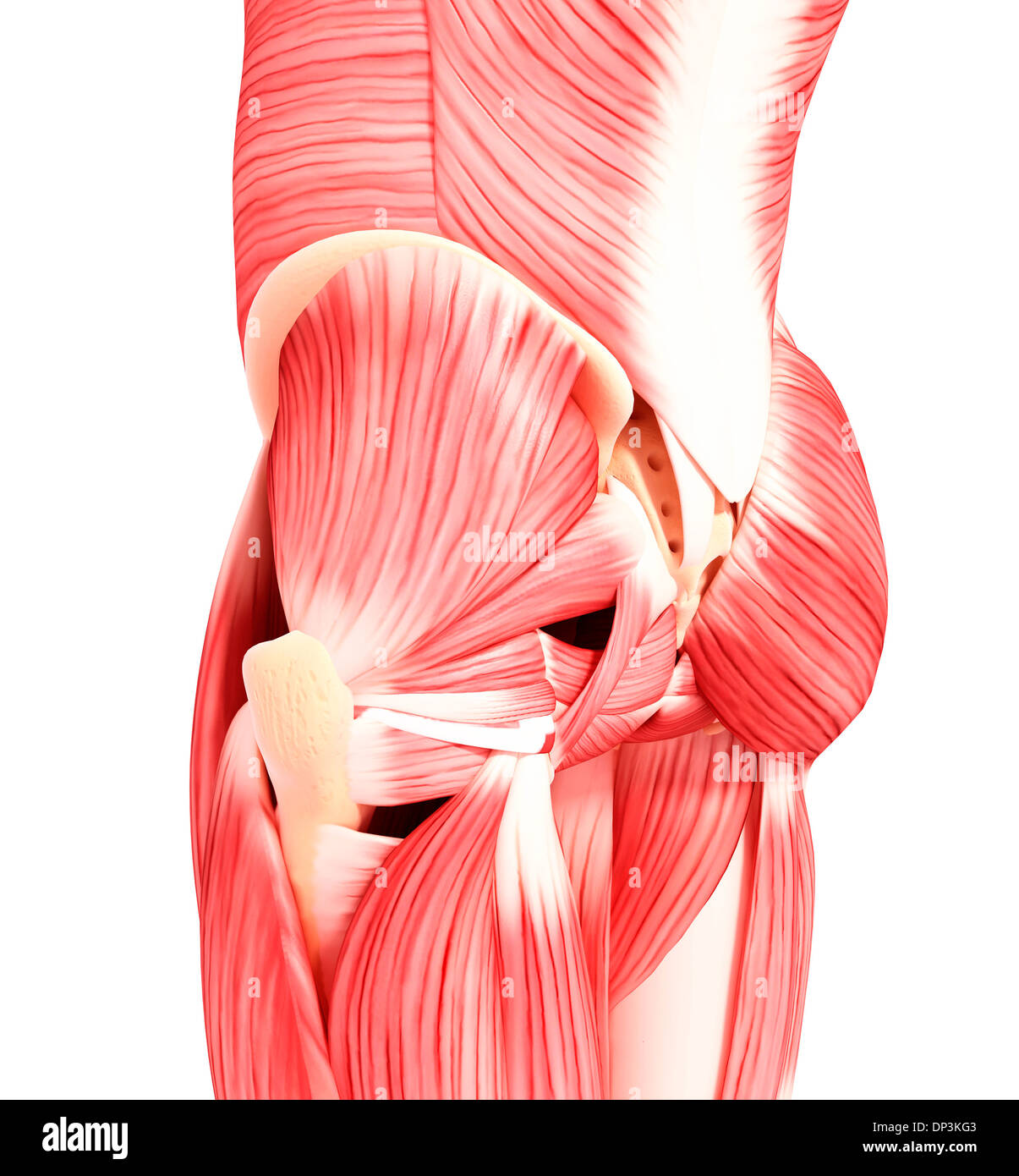 Human hip musculature, artwork Stock Photo - Alamy