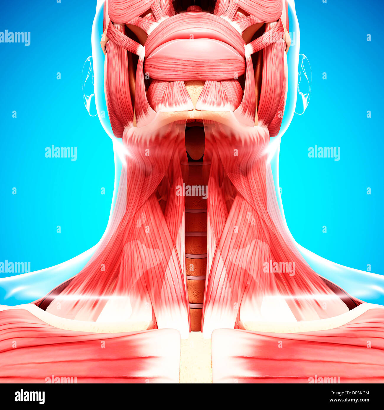 Human neck musculature, artwork Stock Photo - Alamy