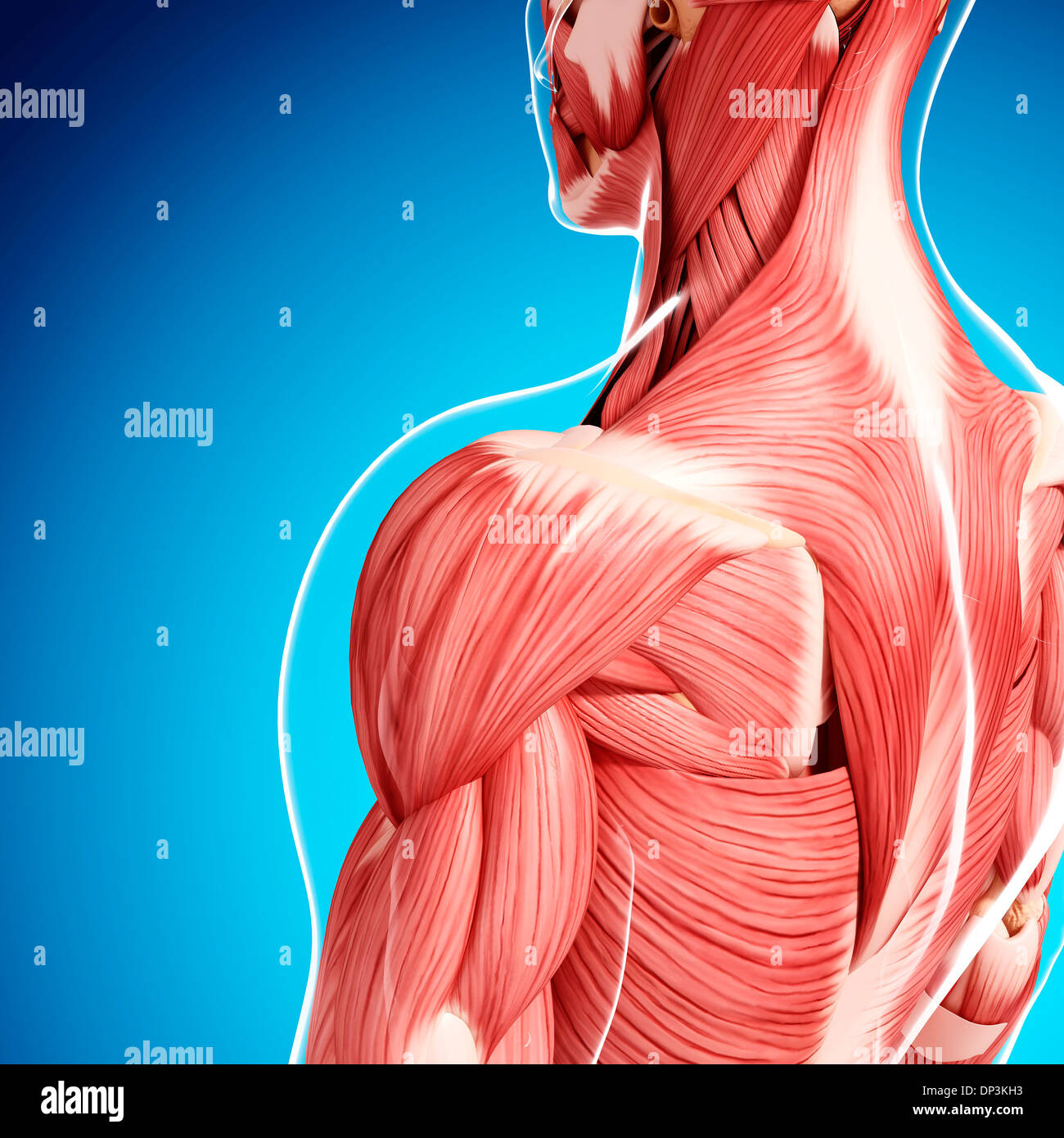 Human musculature, artwork Stock Photo - Alamy