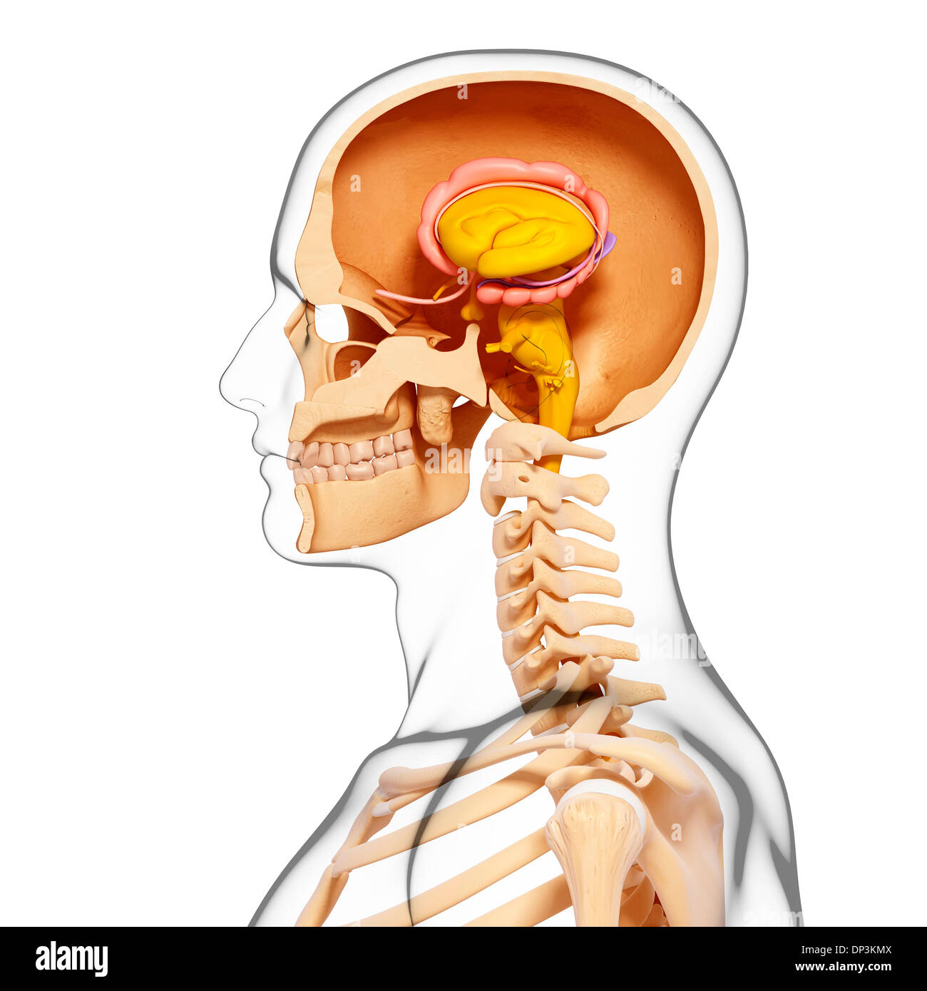 Male brain, artwork Stock Photo - Alamy