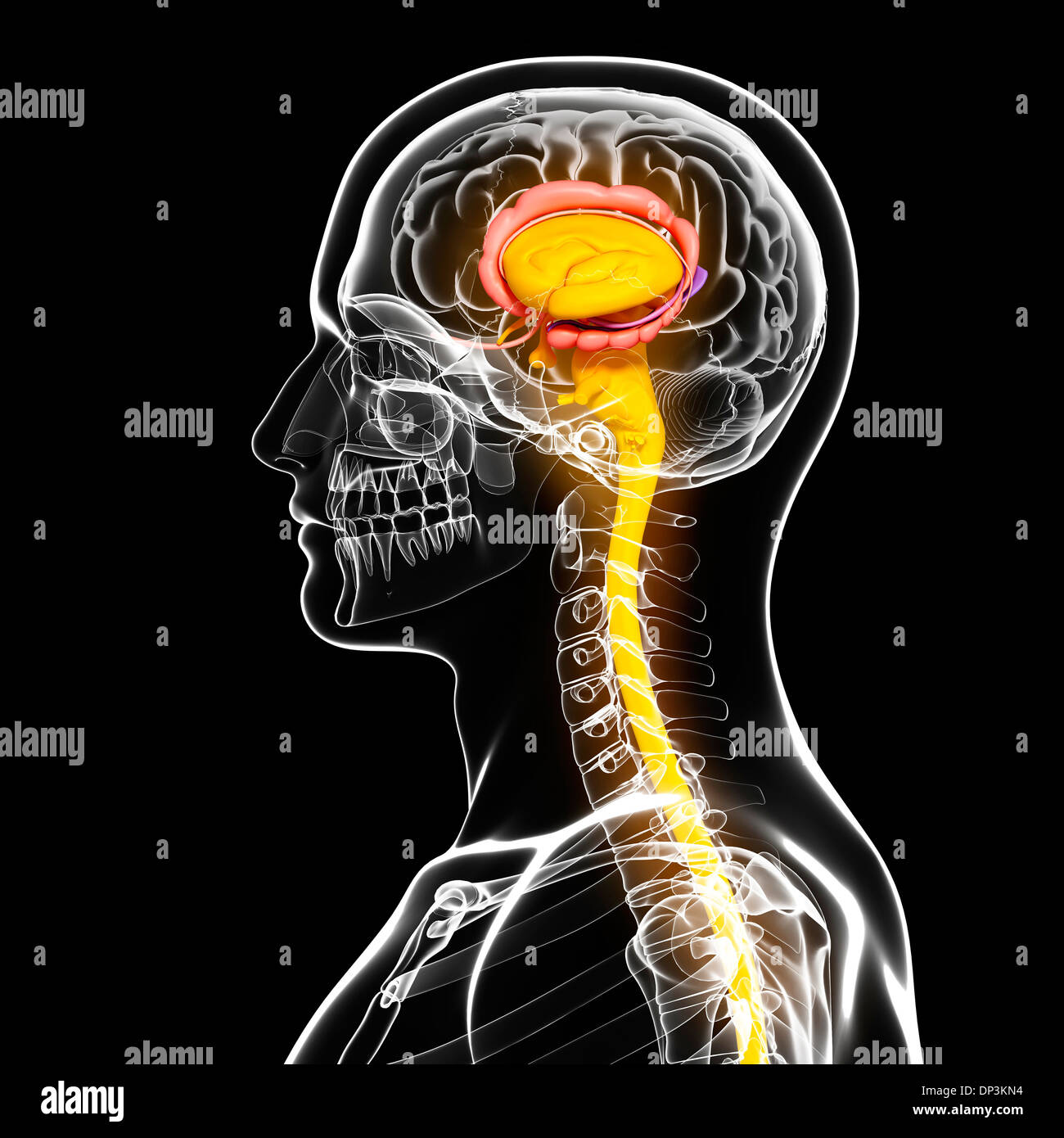 Male brain, artwork Stock Photo - Alamy