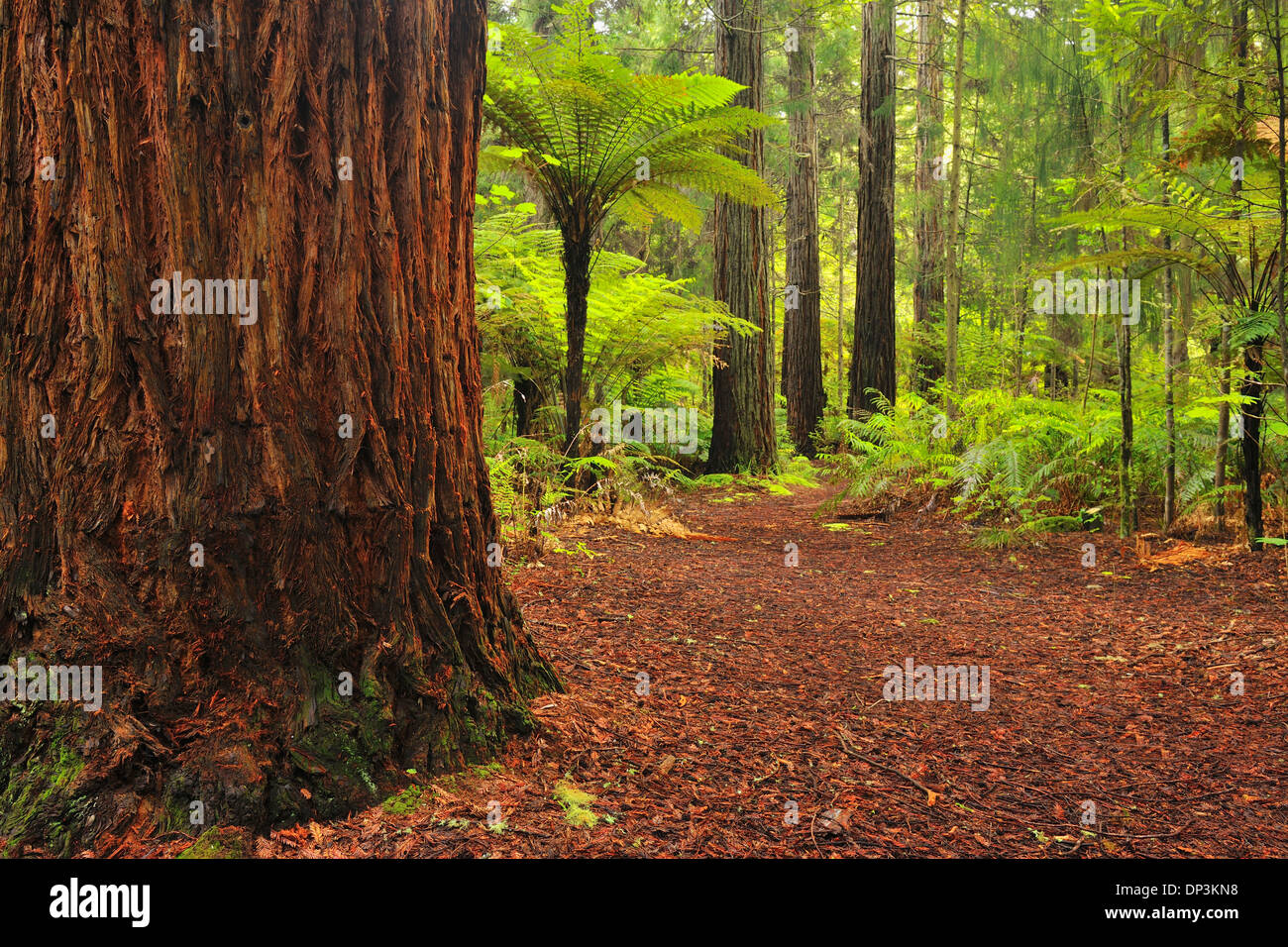 Path through Whakarewarewa Forest with Redwood Trees, near Rotorua, Bay ...