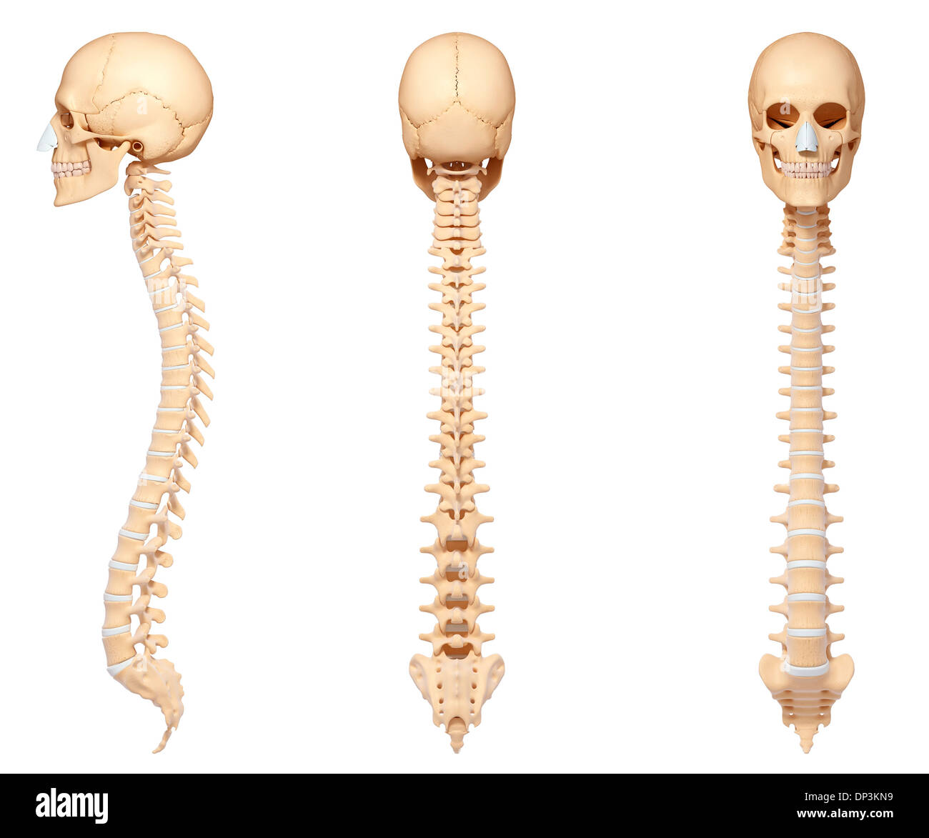 Human skeleton front side hi-res stock photography and images - Alamy