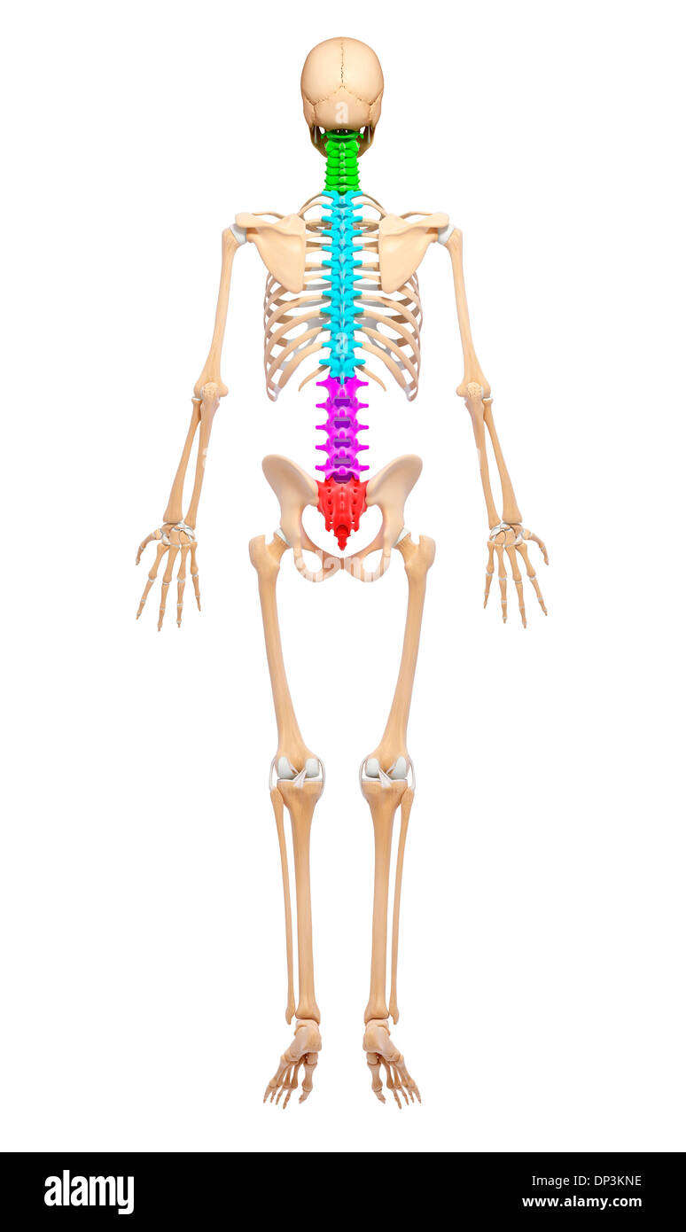 Human skeleton, artwork Stock Photo - Alamy