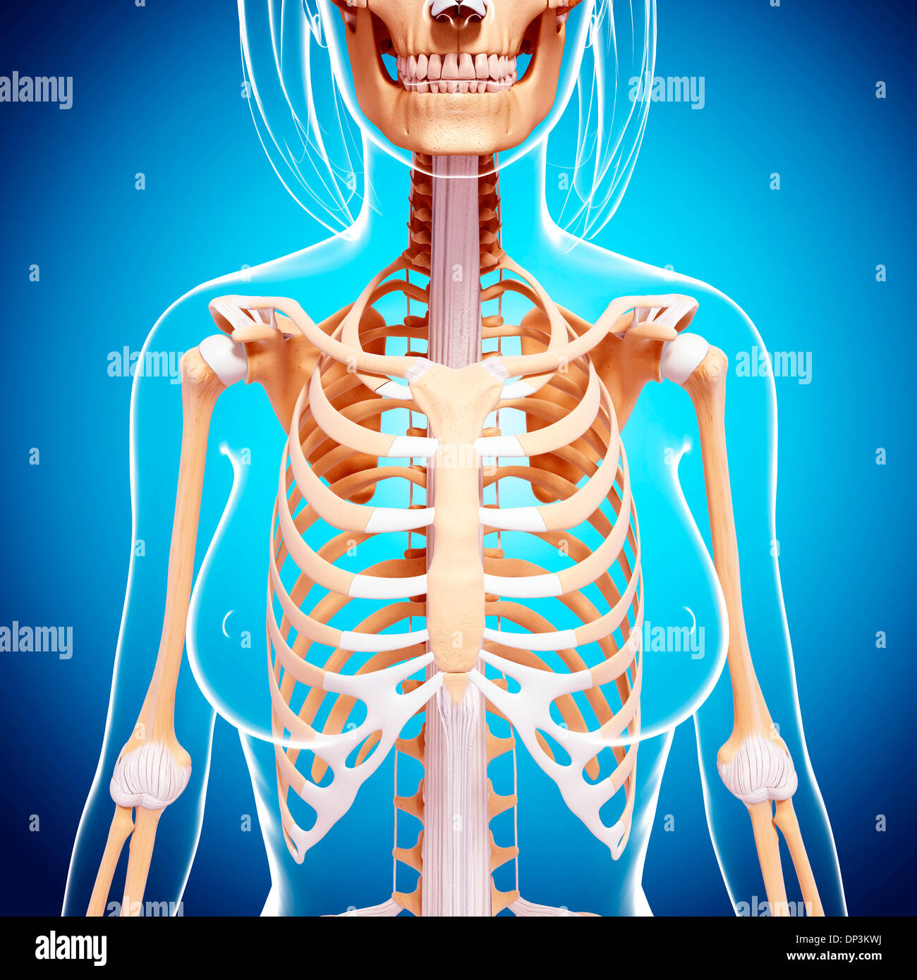 Female skeleton, artwork Stock Photo - Alamy