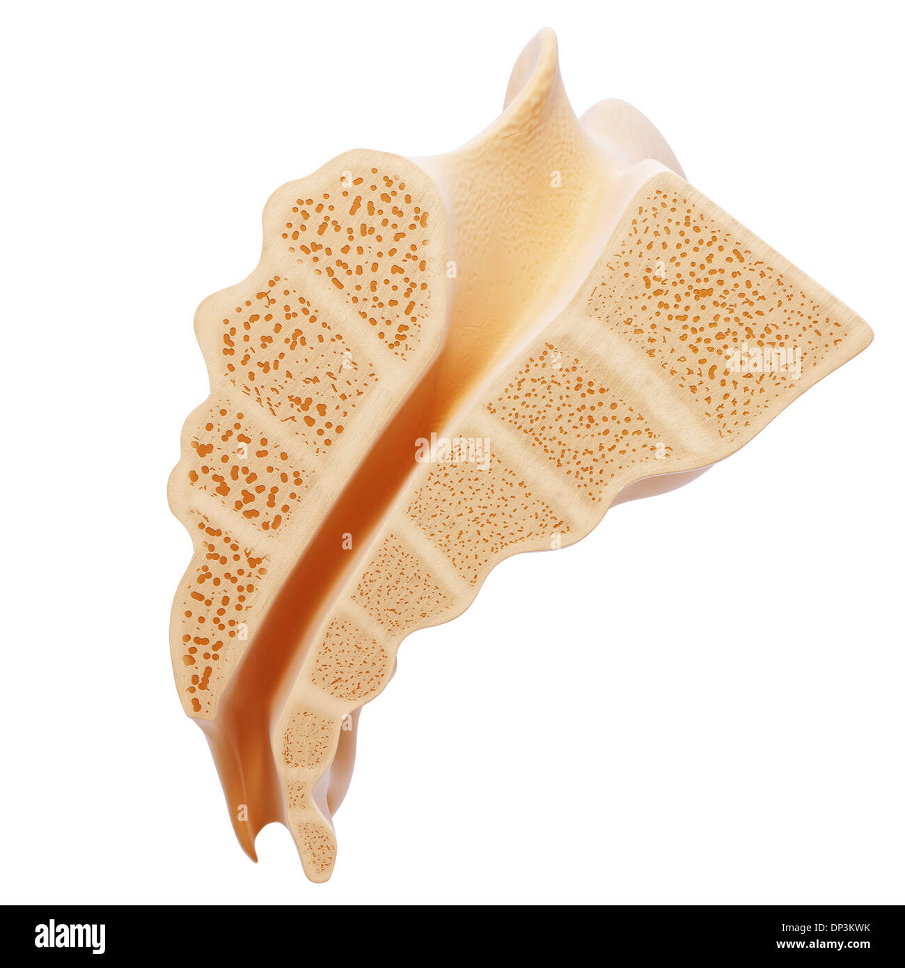 Human detail hi-res stock photography and images - Alamy