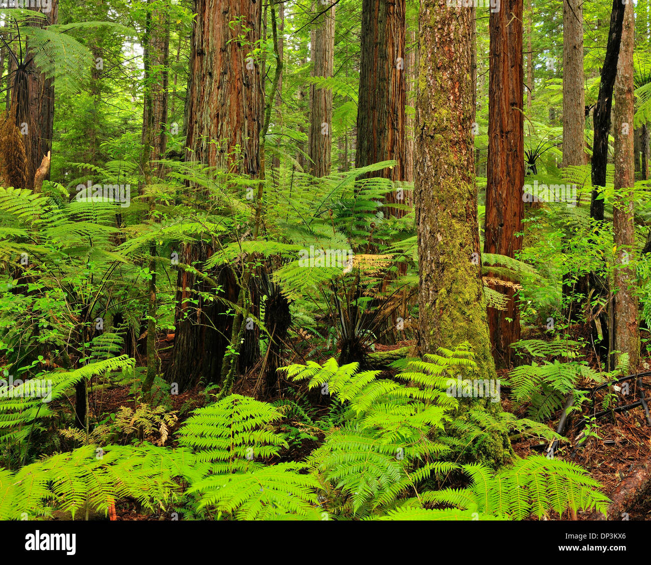 Redwood Trees and Ferns, Whakarewarewa Forest, near Rotorua, Bay of ...